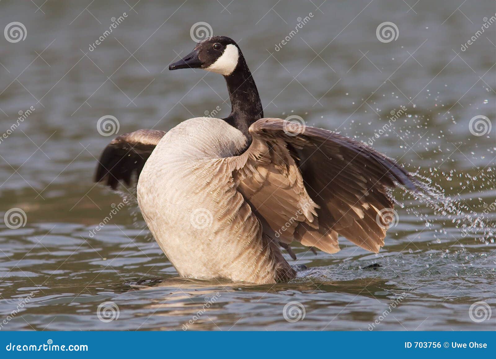 Canadian Goose with Widened Wings Stock Photo - Image of goose, brown ...