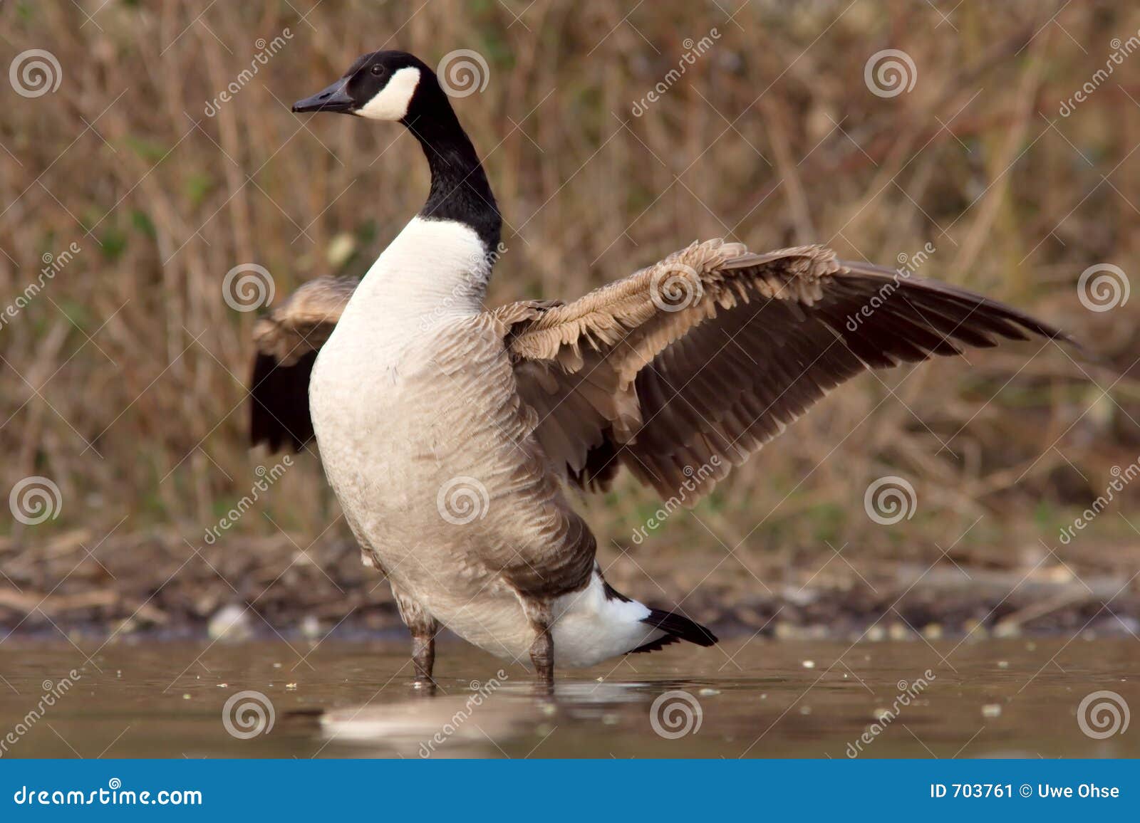 Canadian Goose with Widened Wings Stock Image - Image of canadian ...