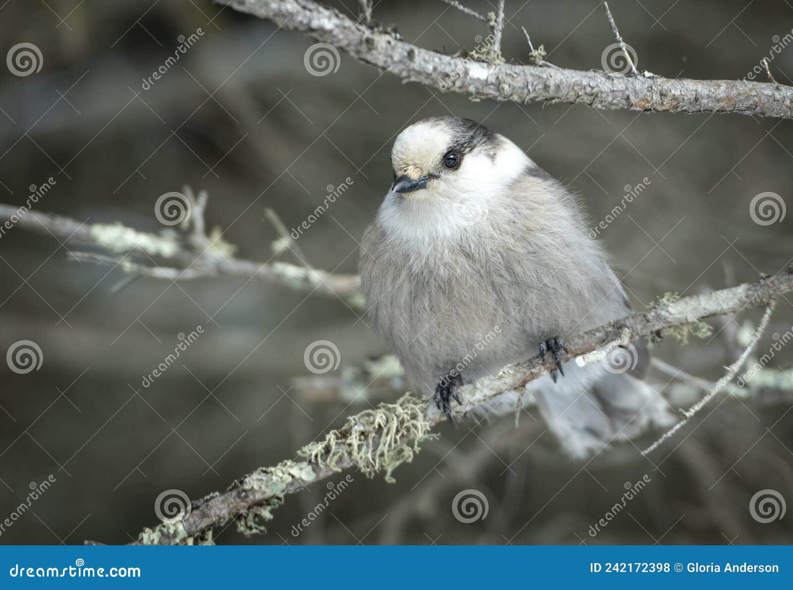 Canadian Gray Jay on a Branch Stock Photo - Image of wild, anderson ...