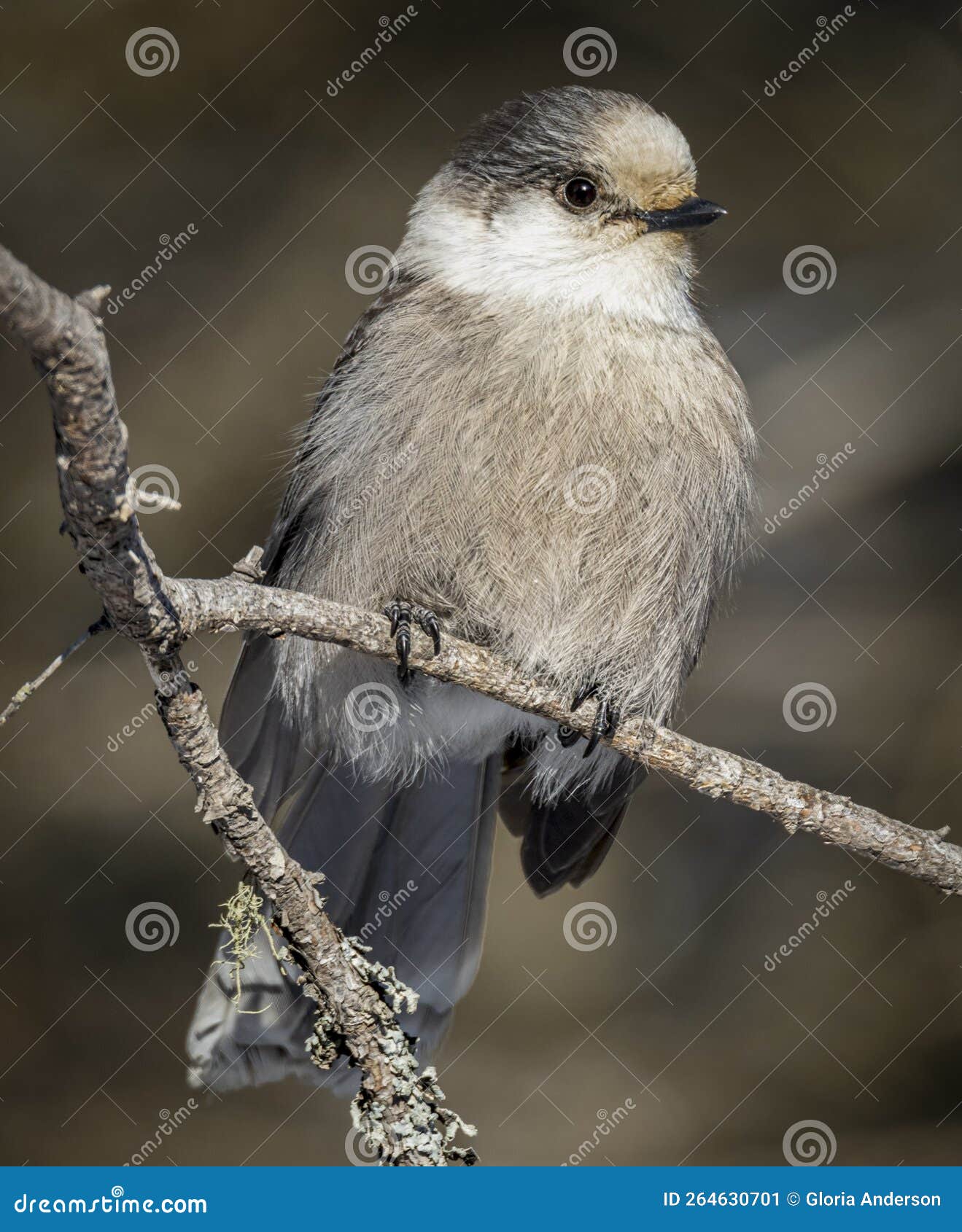 Canadian Gray Jay on a Branch Stock Image - Image of gloria, natural ...