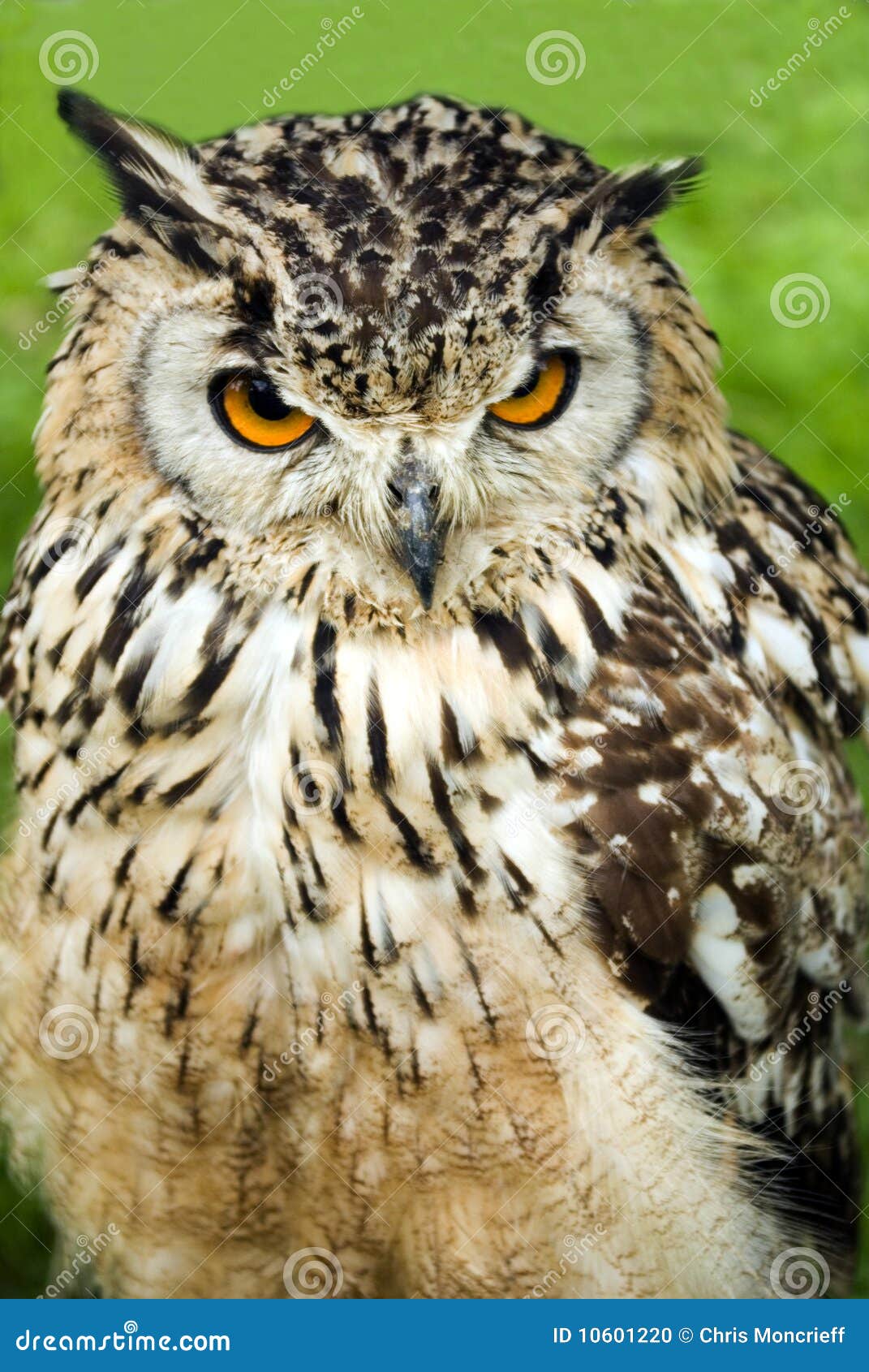 Canadian Great Horned Owl stock photo. Image of flying - 10601220
