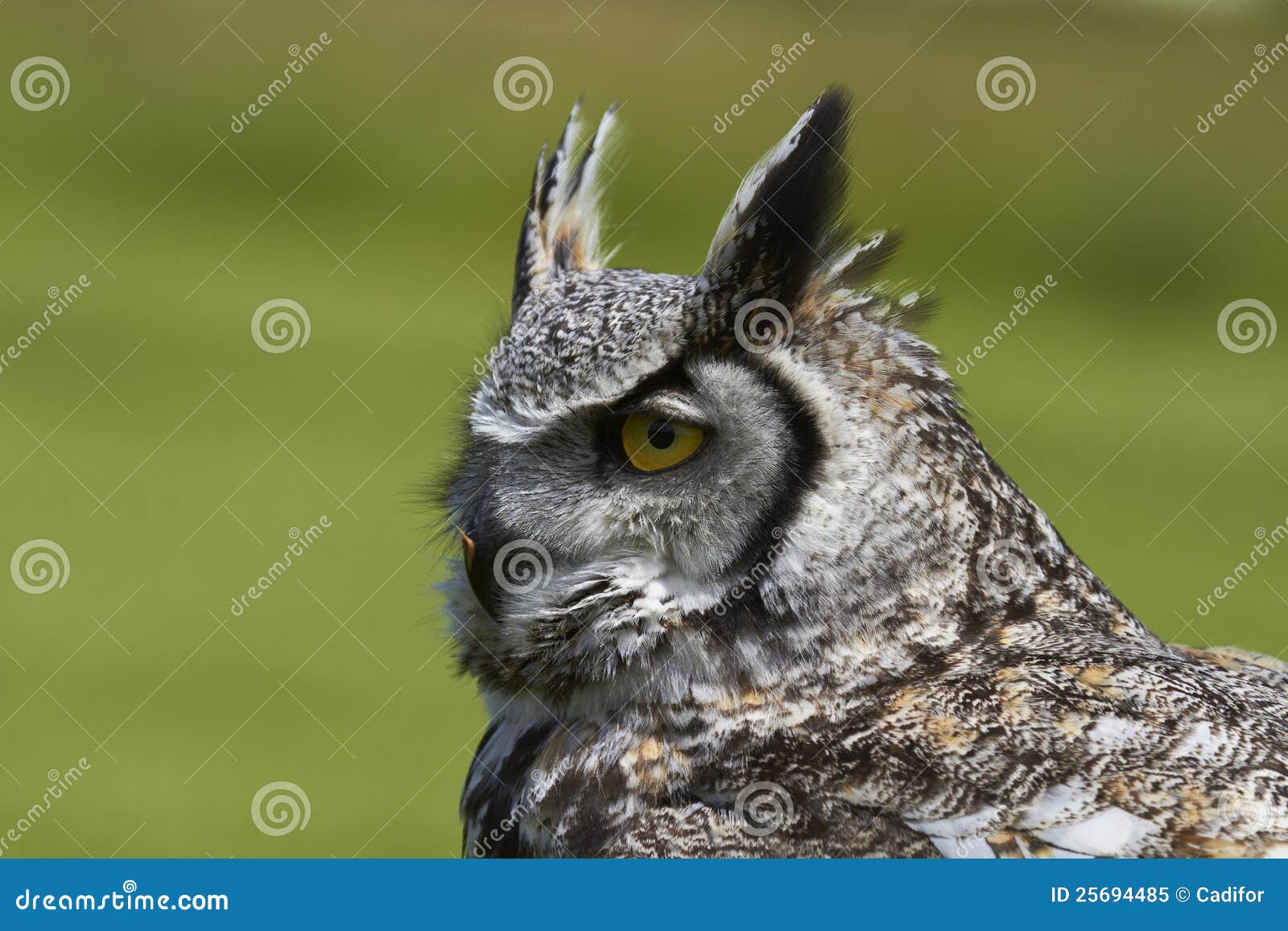 Canadian Great Horned Owl. stock image. Image of face - 25694485