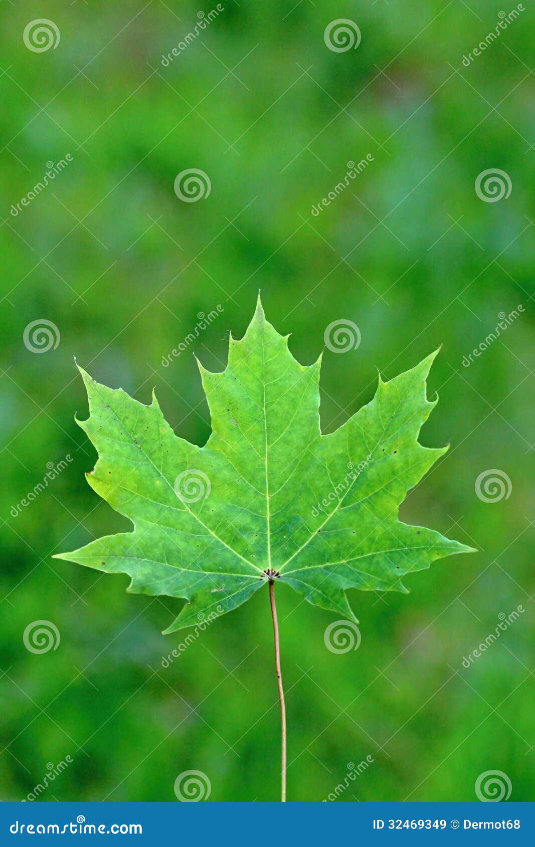 Canadian Green Maple Leaf stock image. Image of summer - 32469349