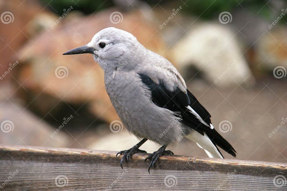 Canadian Grey Jay stock image. Image of wildlife, natural - 1153831