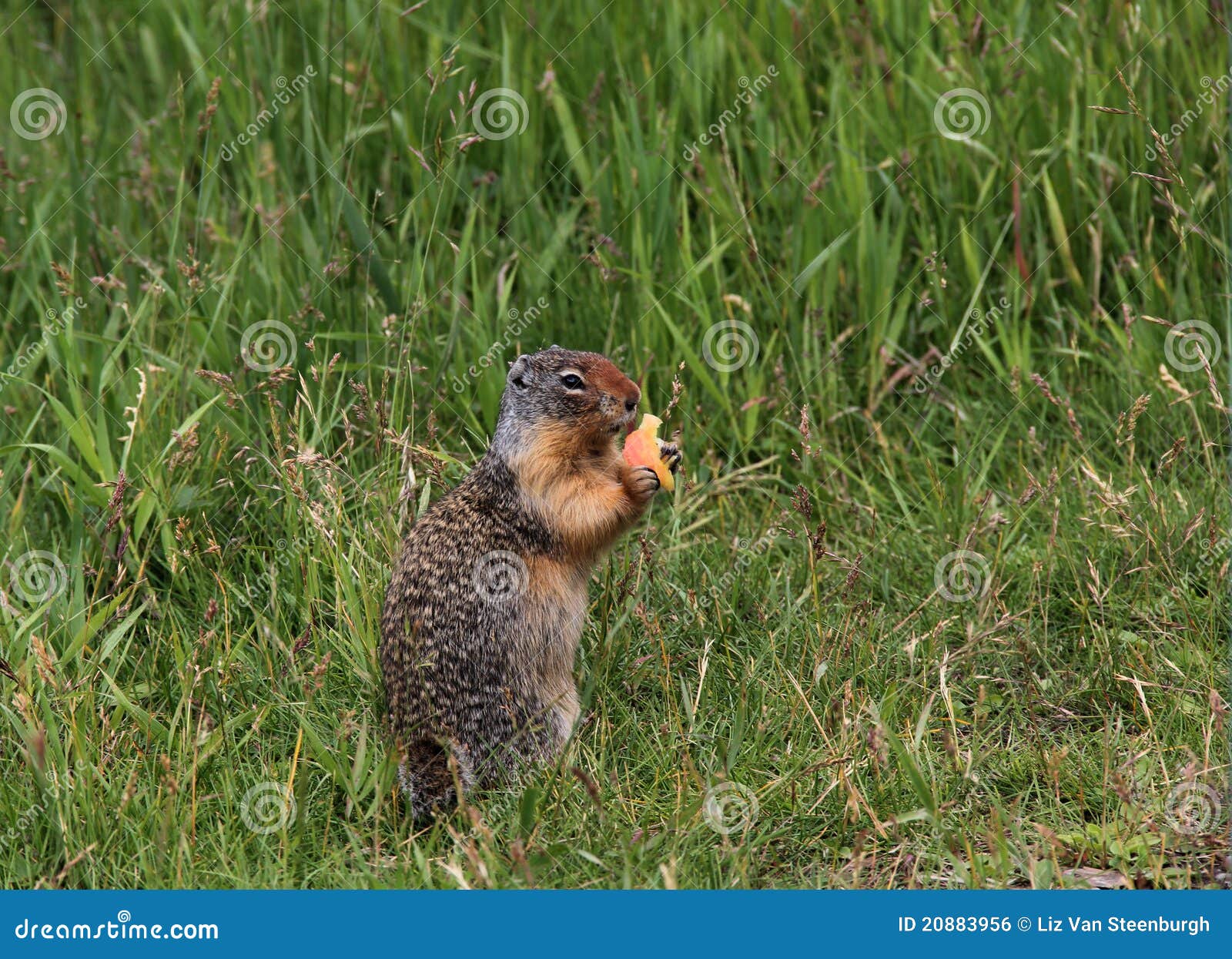 Canadian Ground Squirrel stock photo. Image of canadian - 20883956