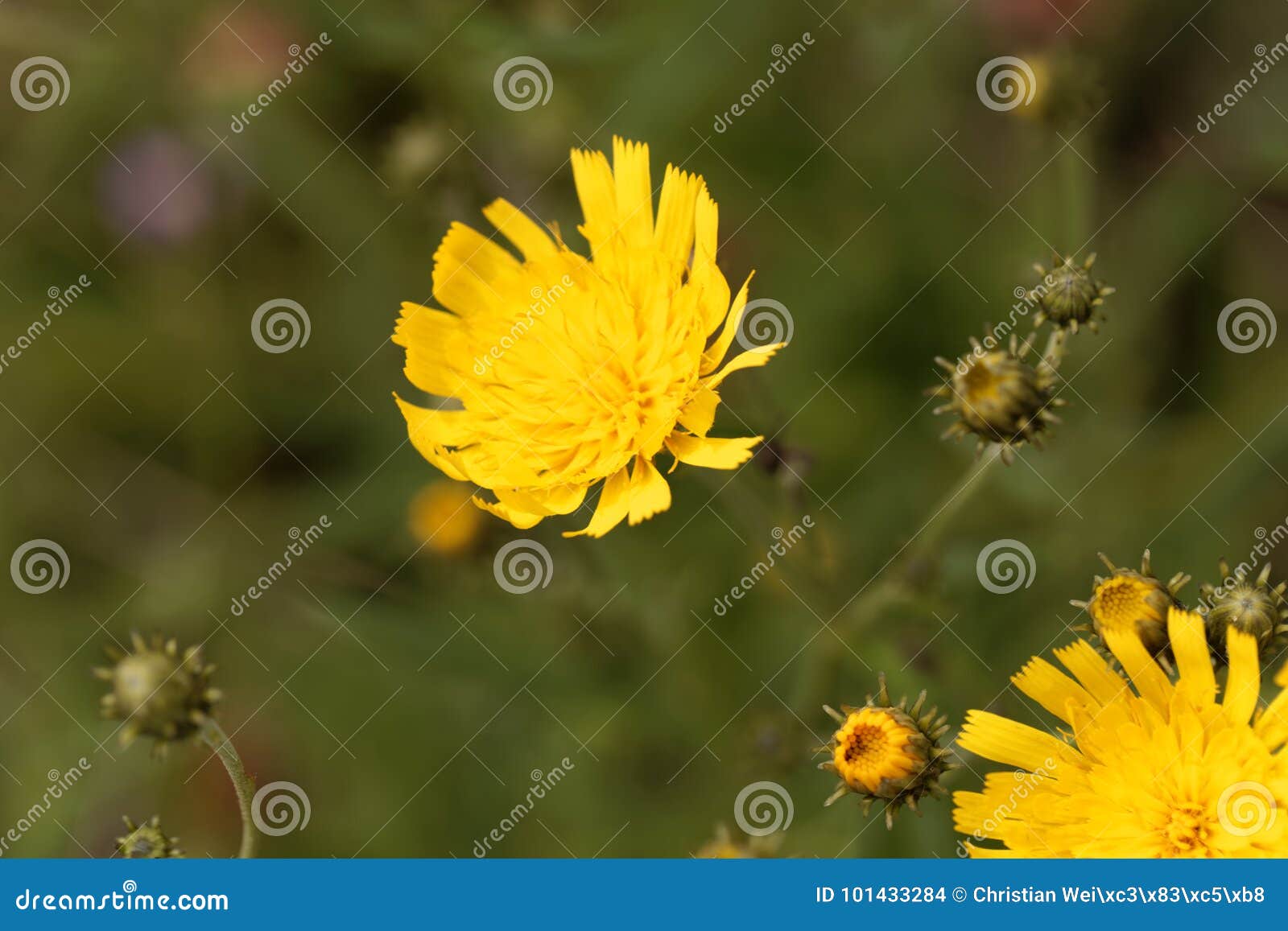 Canadian Hawkweed Hieracium Umbellatum Stock Photo - Image of ...