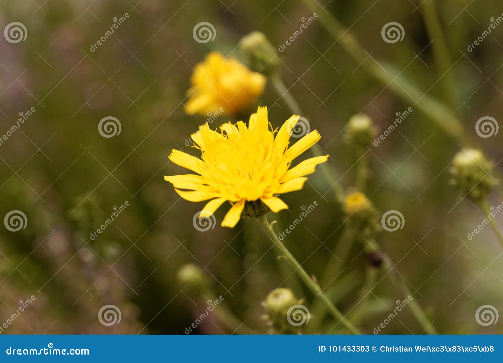 Canadian Hawkweed Hieracium Umbellatum Stock Image - Image of park ...