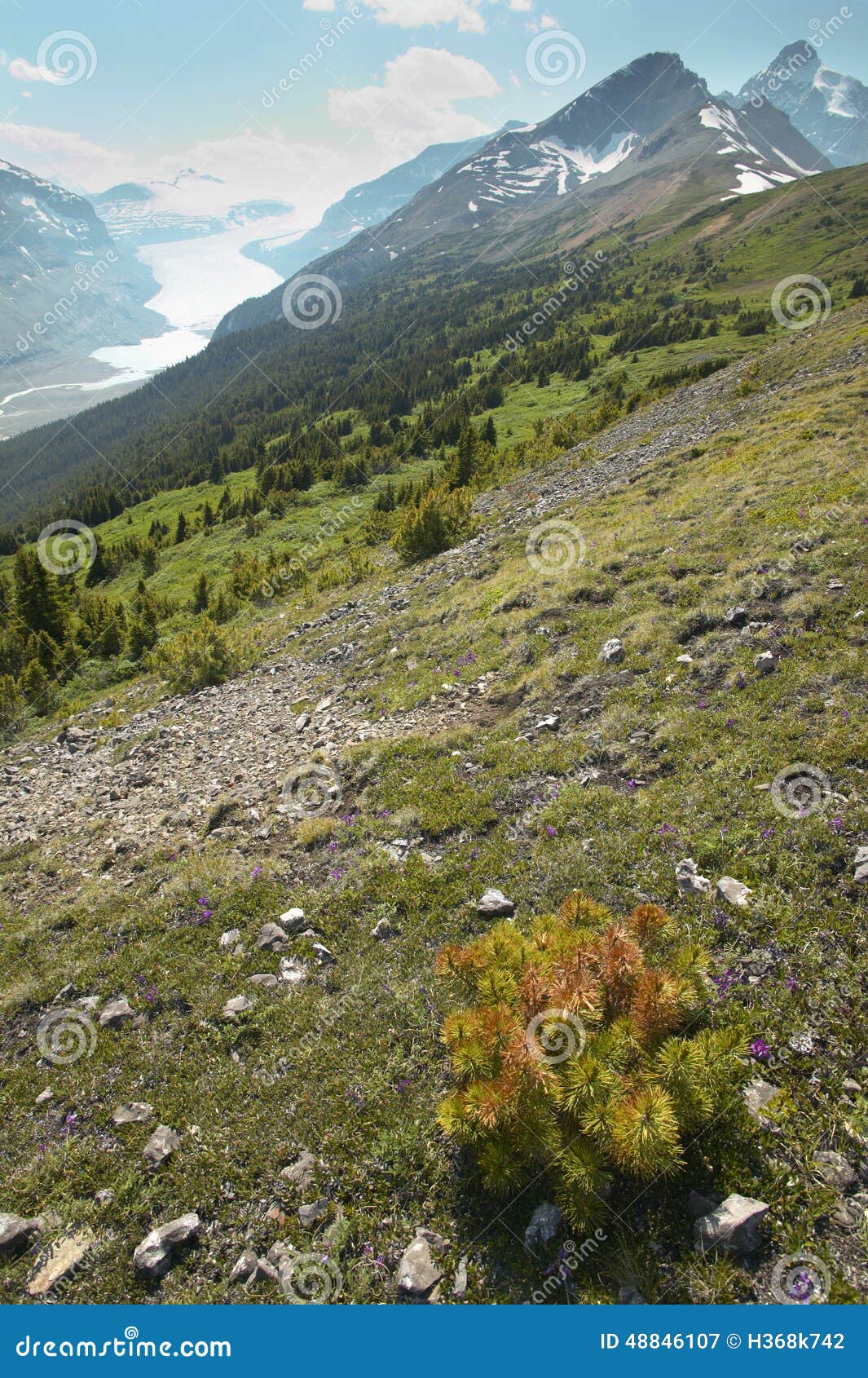 Canadian Landscape with Glacier. Icefields Parkway. Alberta Stock Image ...