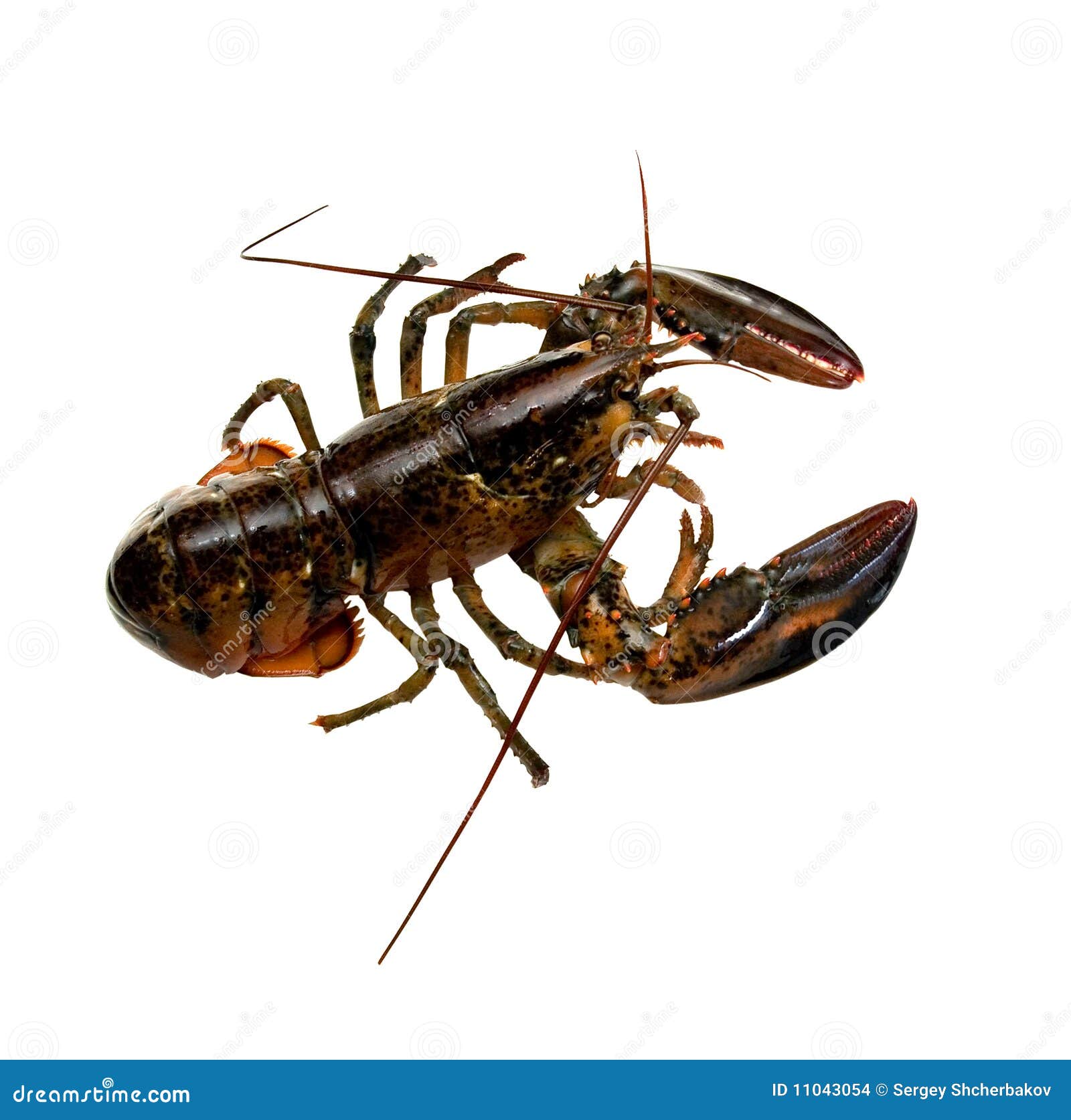 Canadian lobster stock photo. Image of dinner, single - 11043054