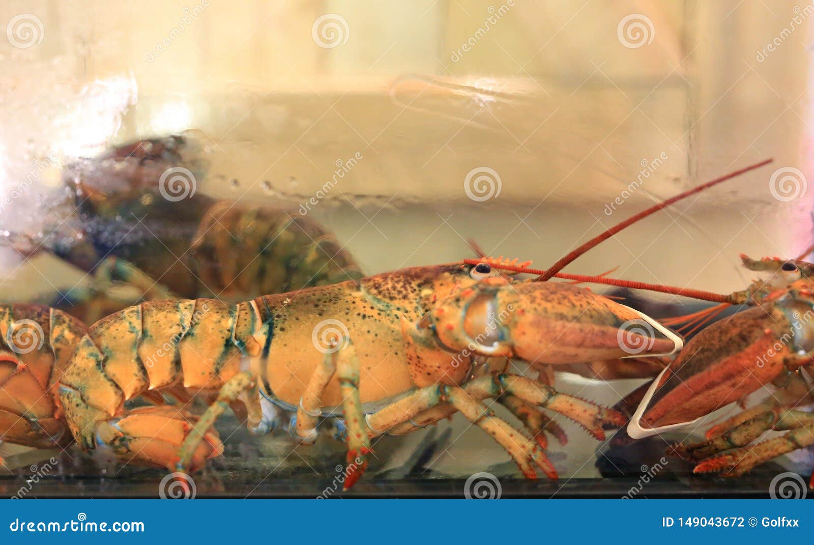 Canadian Lobster Swimming in Tank Stock Photo - Image of arthropoda ...