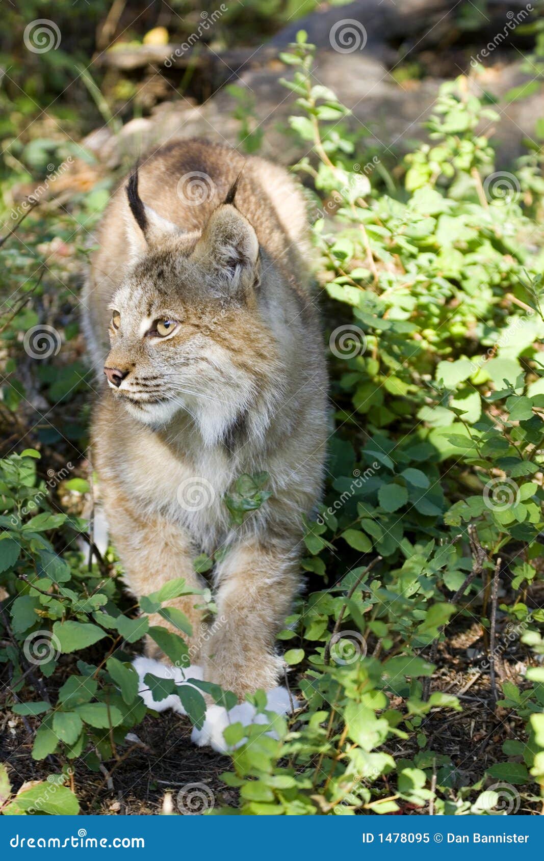Canadian Lynx stock image. Image of feline, lynx, predator - 1478095