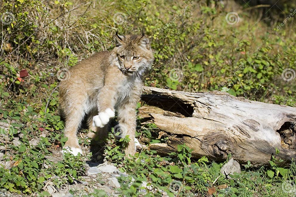 Canadian Lynx stock photo. Image of teeth, wild, furry - 1478104