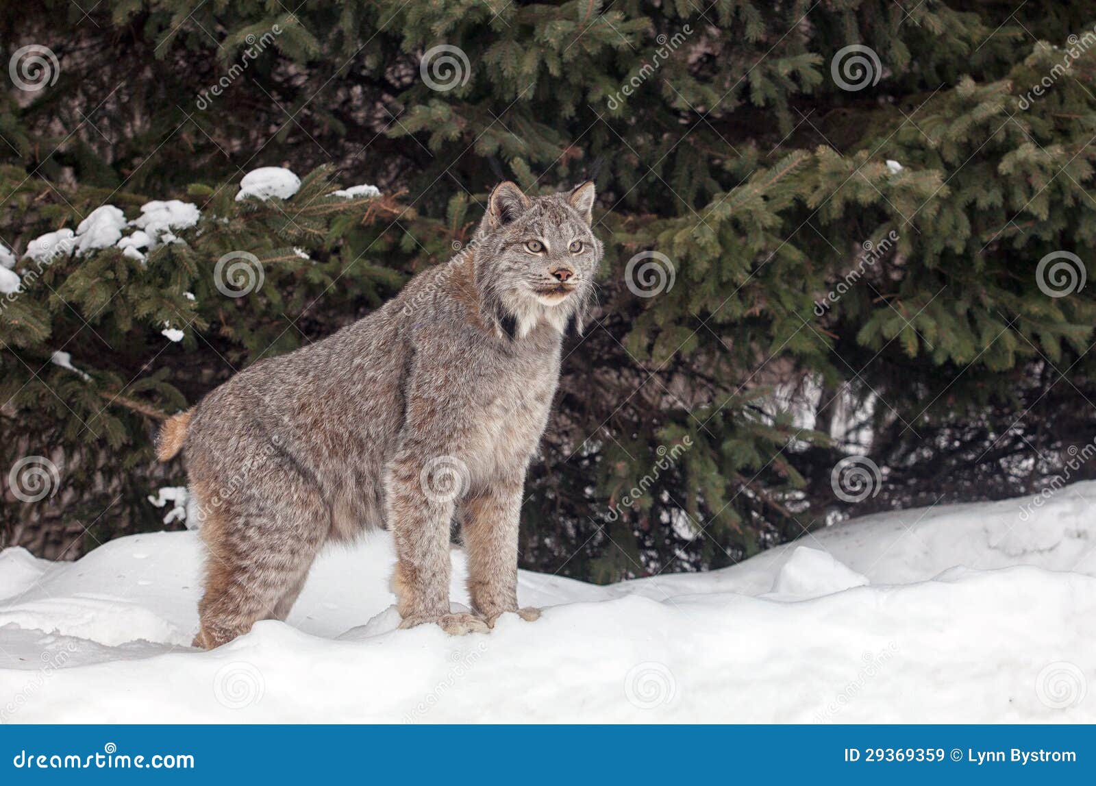 Canadian Lynx stock image. Image of outdoors, cold, feline - 29369359