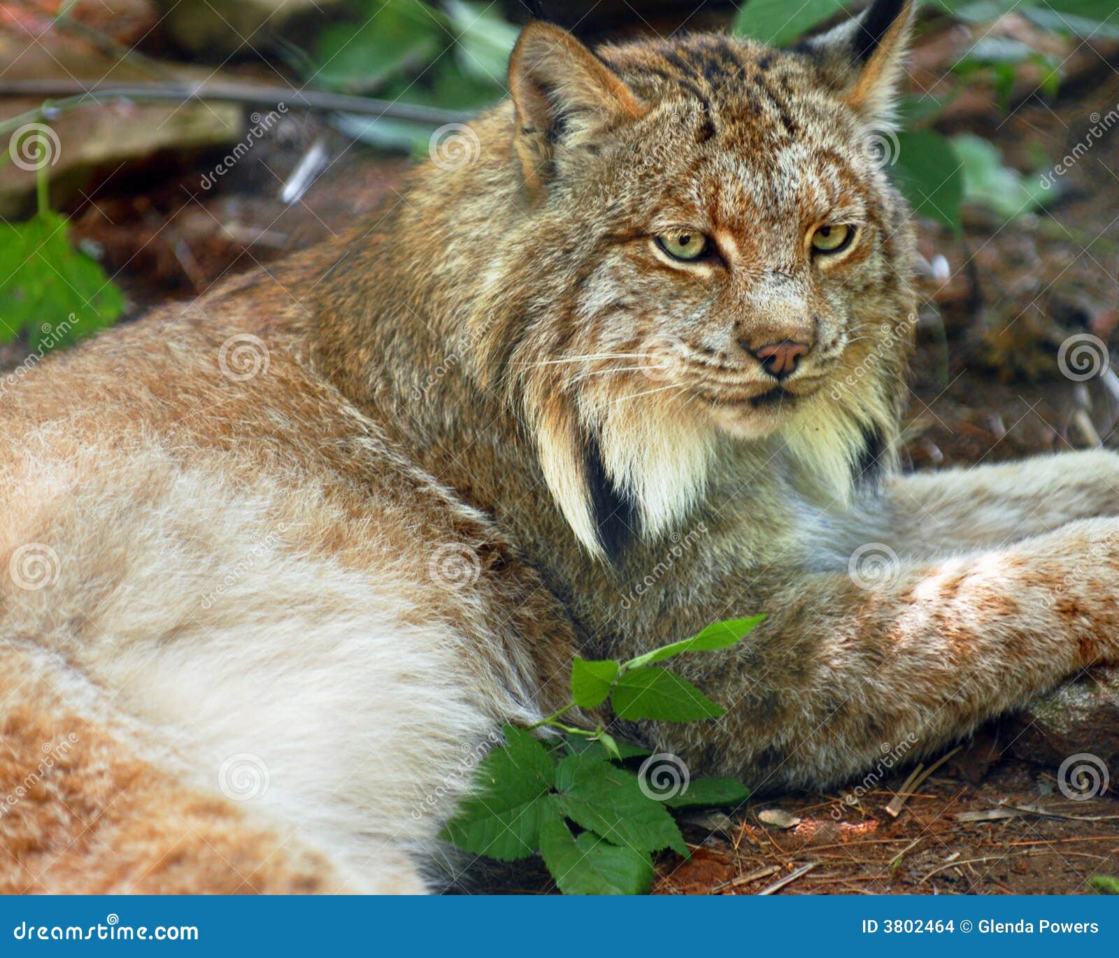Canadian Lynx stock photo. Image of wildlife, animal, outside - 3802464