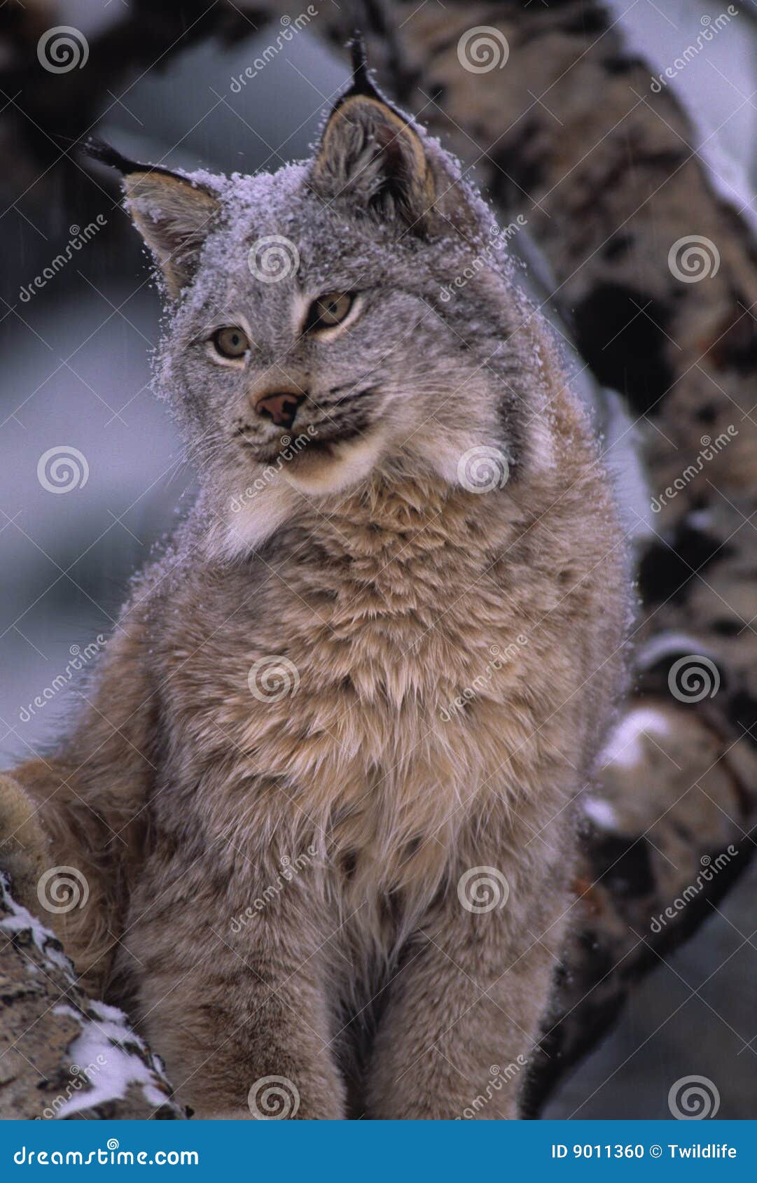 Canadian Lynx stock photo. Image of carnivore, nature - 9011360