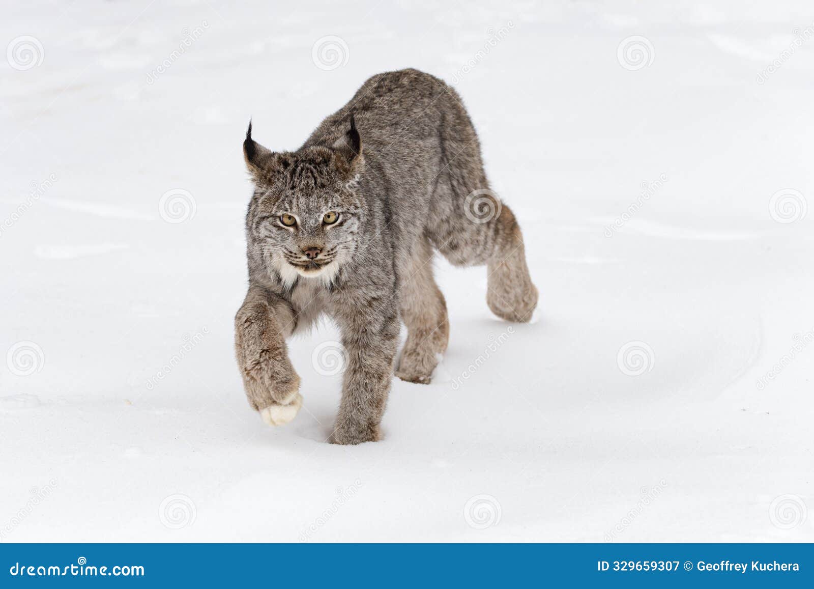 Canadian Lynx (Lynx Canadensis) Steps Forward Ears Back Winter Stock ...