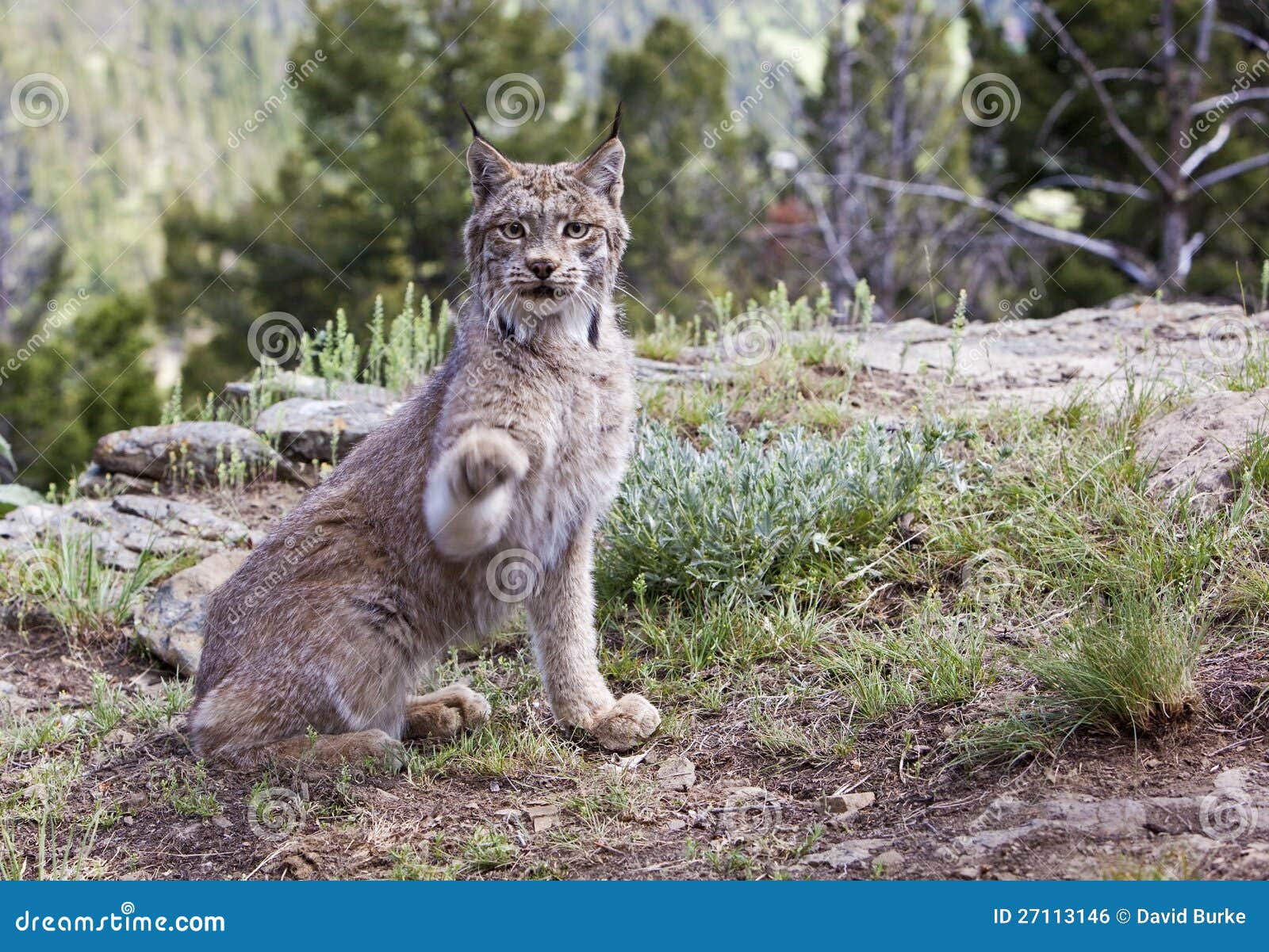 Canadian Lynx in mountains stock photo. Image of bobcat - 27113146