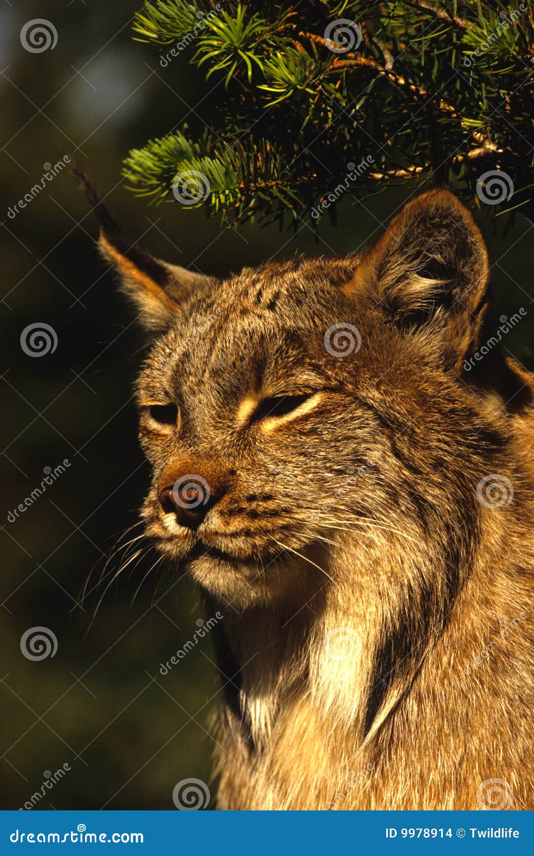 Canadian Lynx Portrait stock photo. Image of lynx, feline - 9978914