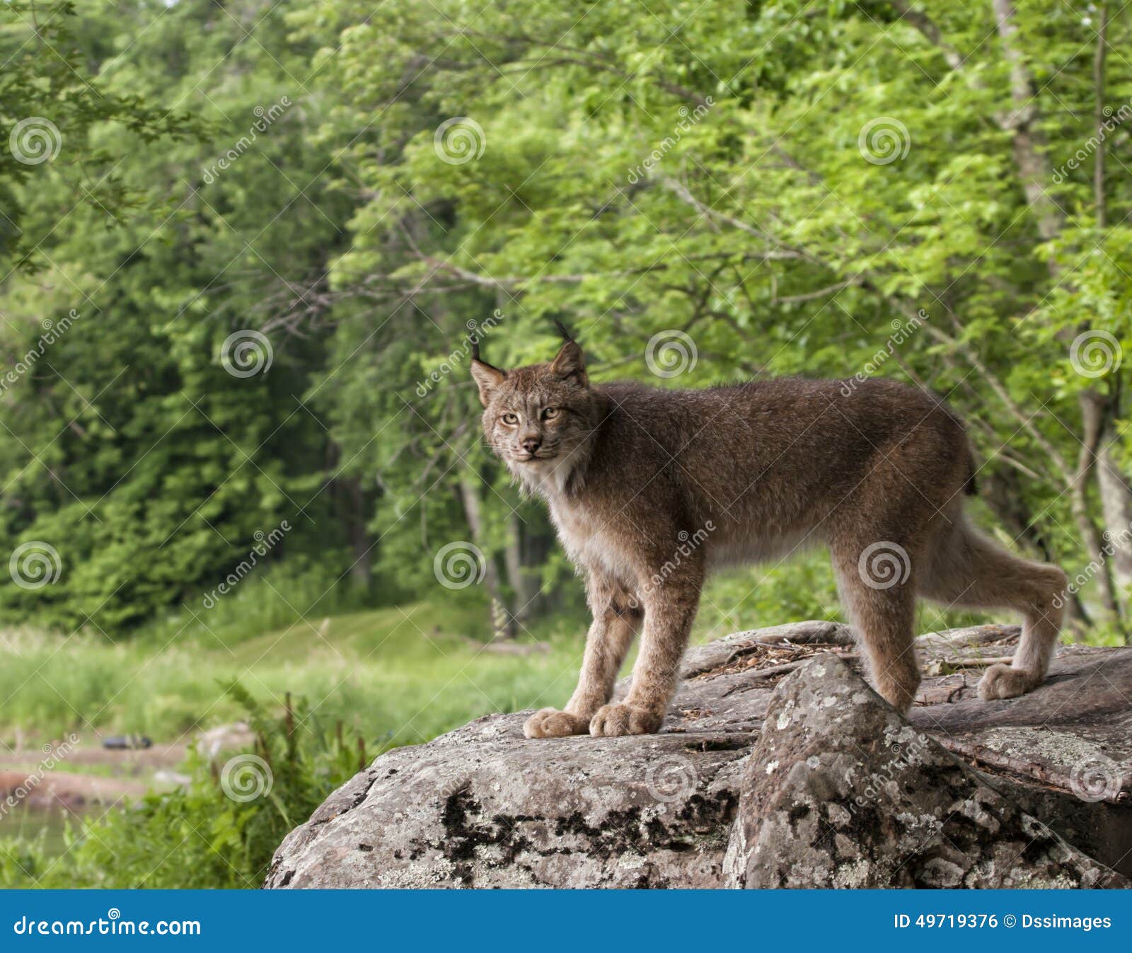 Canadian Lynx Portrait stock photo. Image of lynx, feline - 49719376