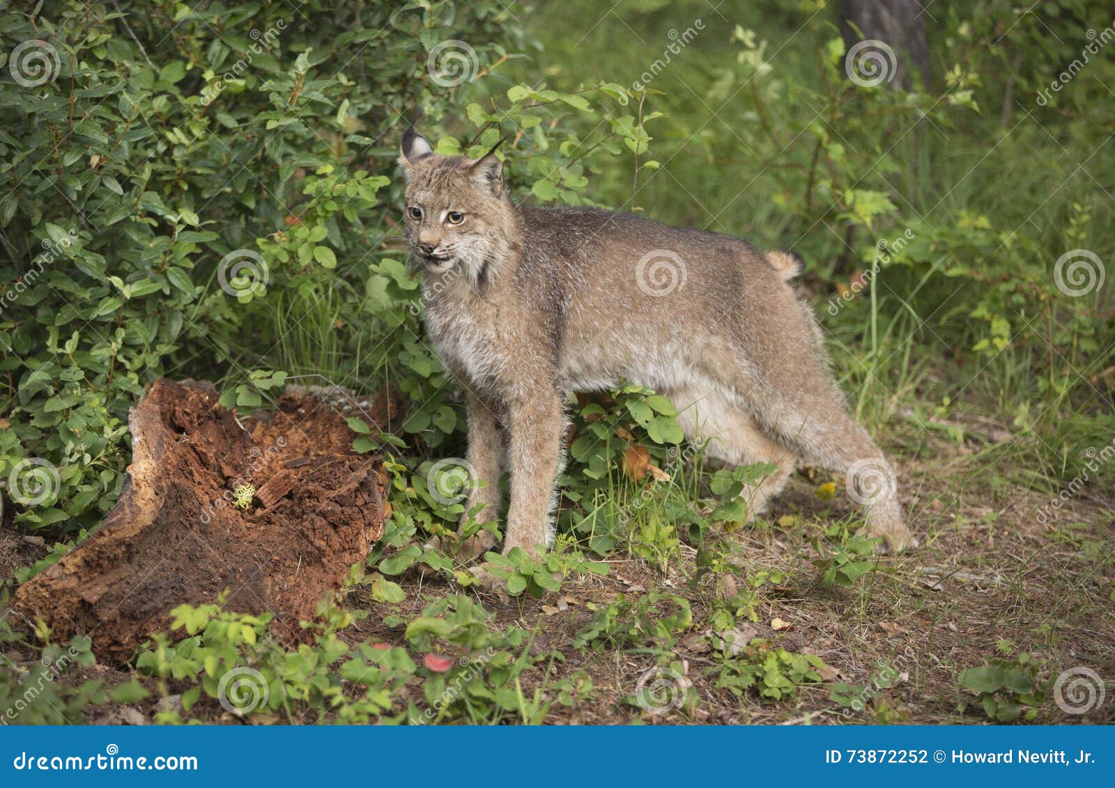 Lynx Striking A Pose Beside A Log Stock Image | CartoonDealer.com #73870945
