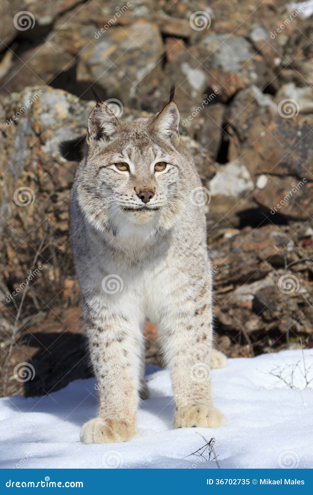 Canadian Lynx stock image. Image of claws, calendar, running - 36702735
