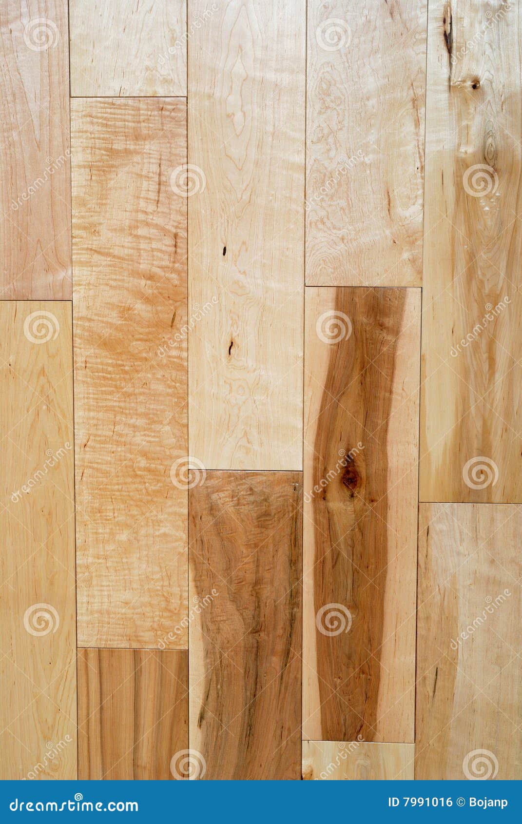 Canadian maple stock photo. Image of ground, nature, maple - 7991016