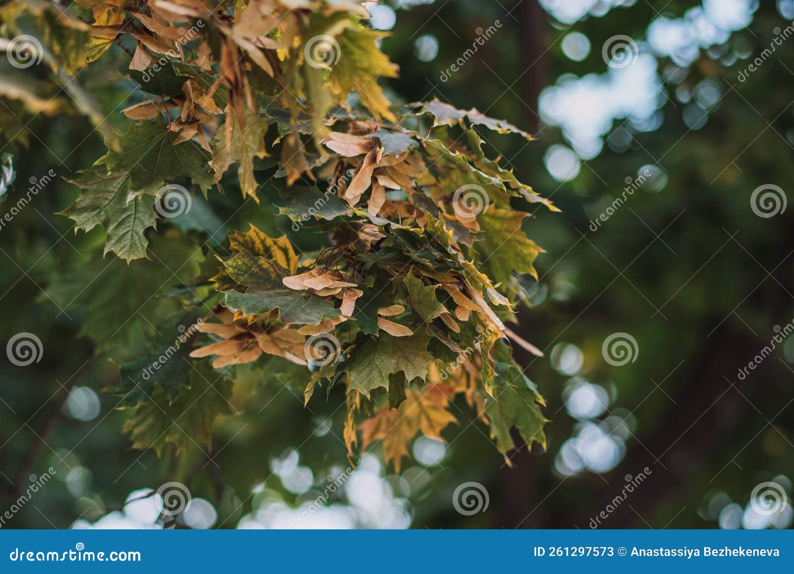 Canadian Maple Branches with Leaves and Seeds Stock Image - Image of ...