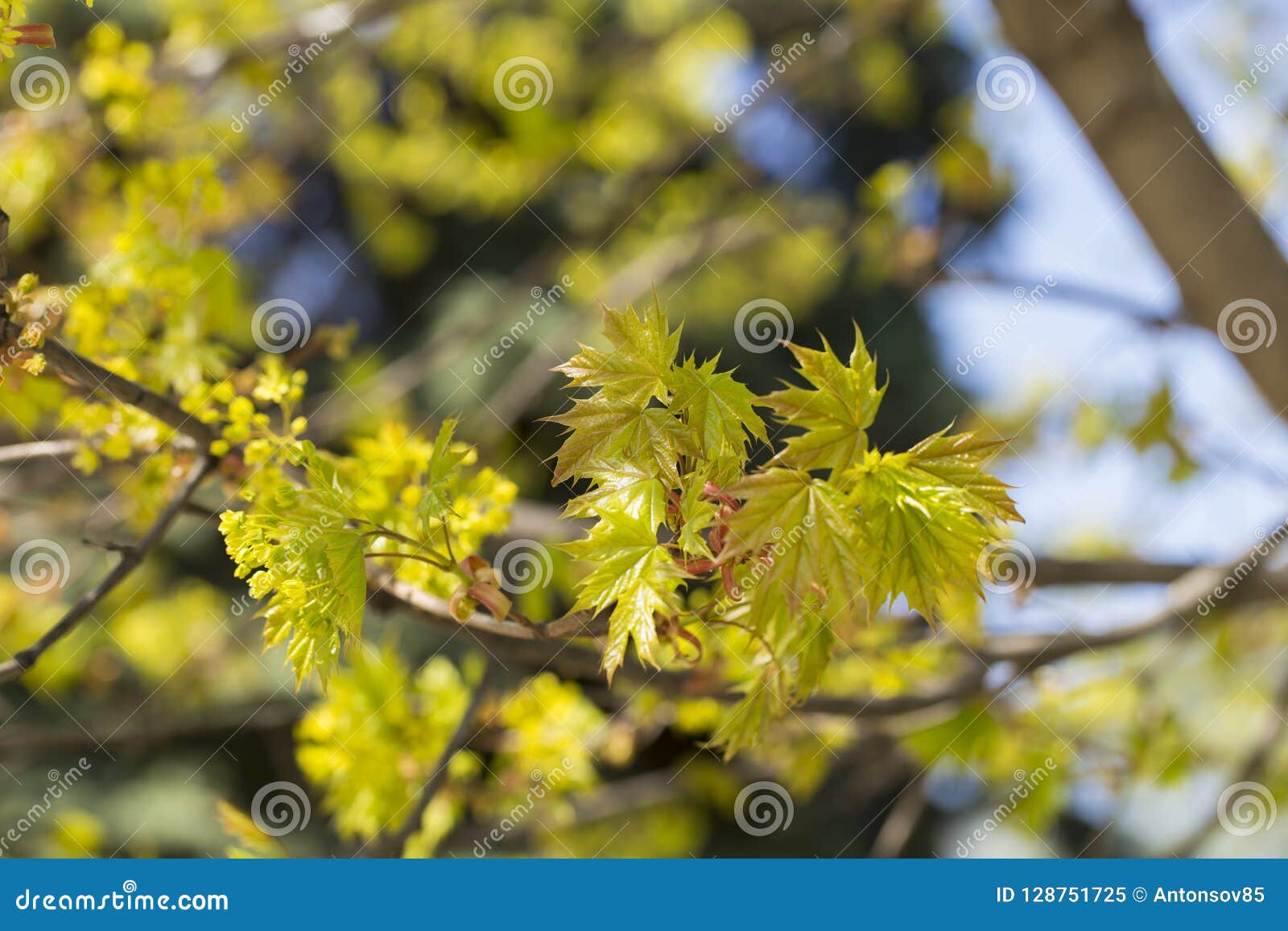 Canadian maple flowers stock image. Image of autumn - 128751725