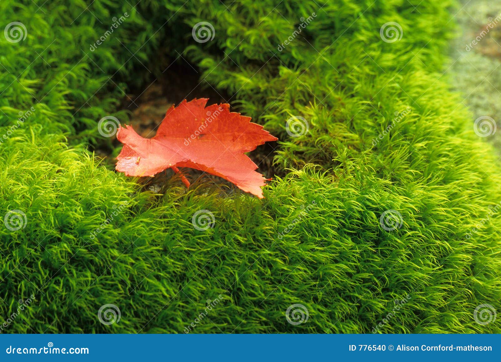 Canadian Maple Leaf on Moss Stock Photo - Image of flora, natural: 776540