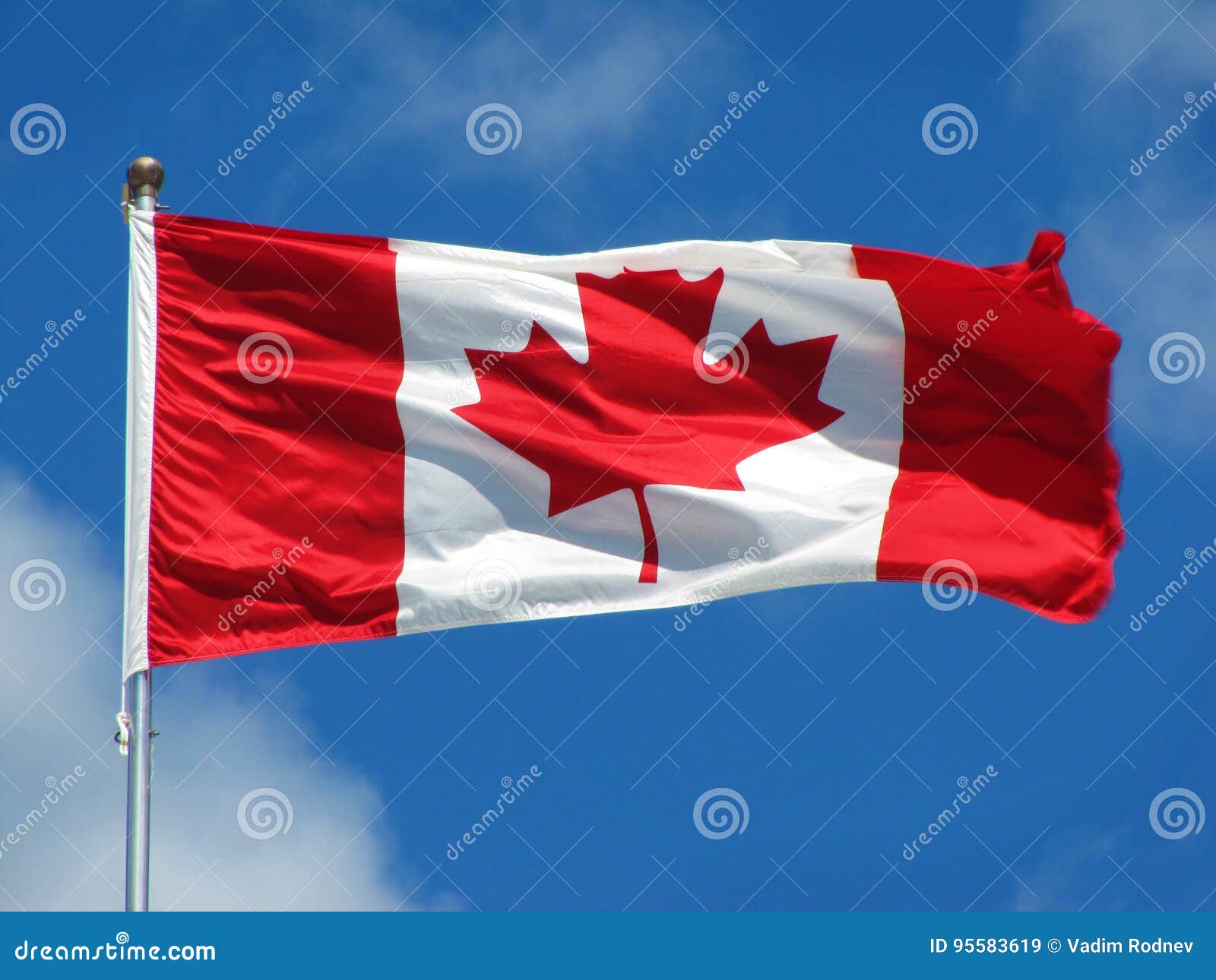 Canadian Maple Leaf stock image. Image of flag, wind - 95583619