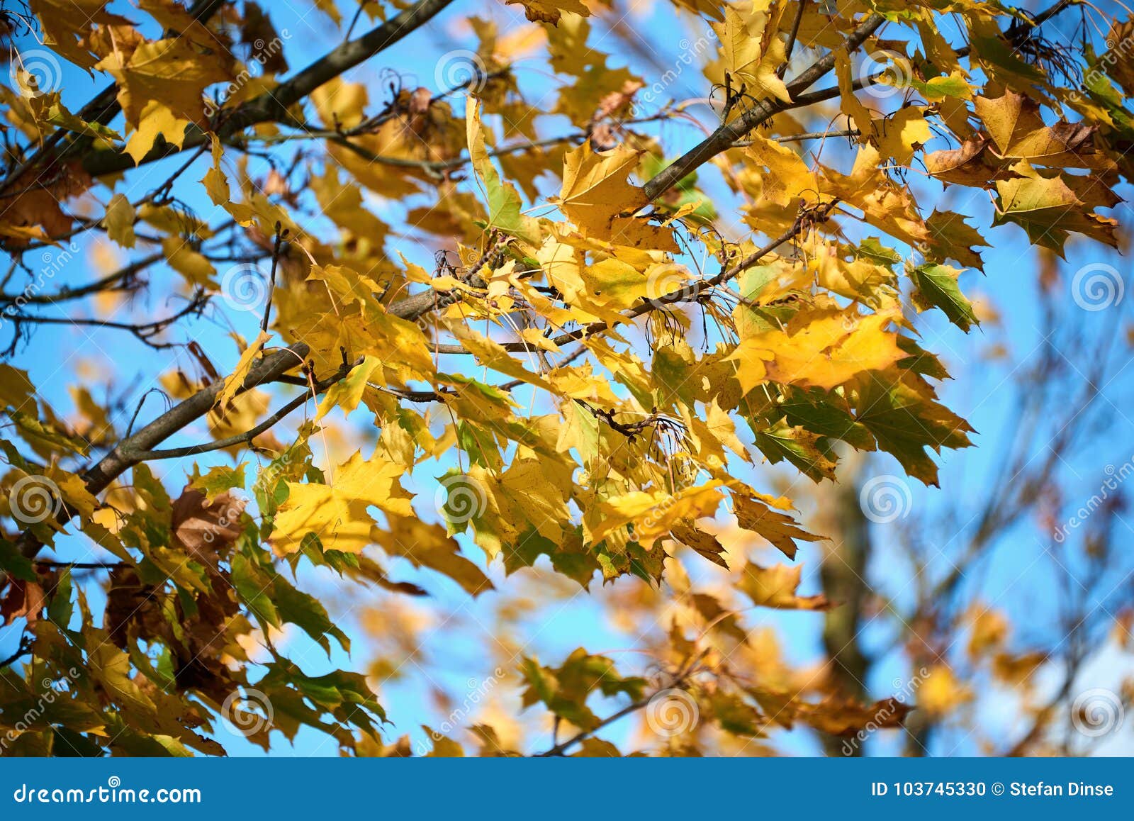 Canadian maple leafs stock photo. Image of mulberry - 103745330