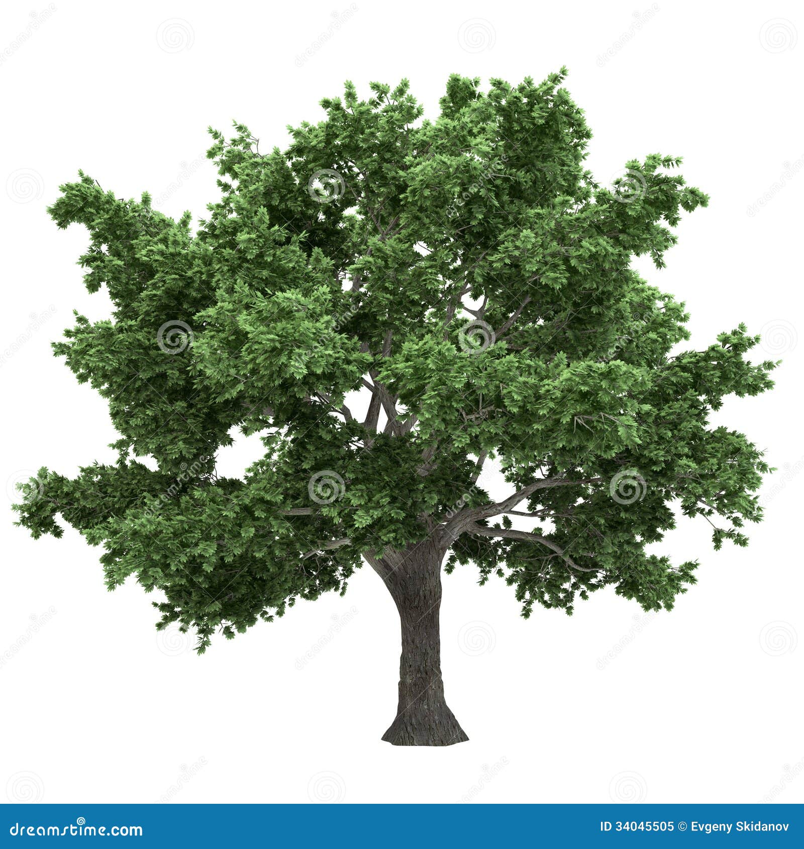 Canadian Maple Tree Isolated Royalty Free Stock Photo - Image: 34045505