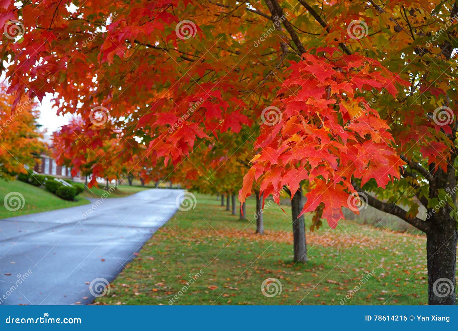 Canadian Maple Trees in Fall Colors Stock Photo - Image of green, maple ...