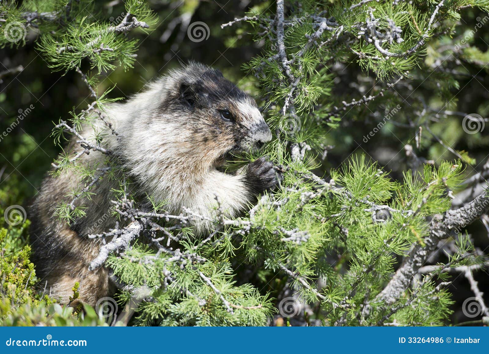 Canadian Marmot Portrait stock photo. Image of marmot - 33264986