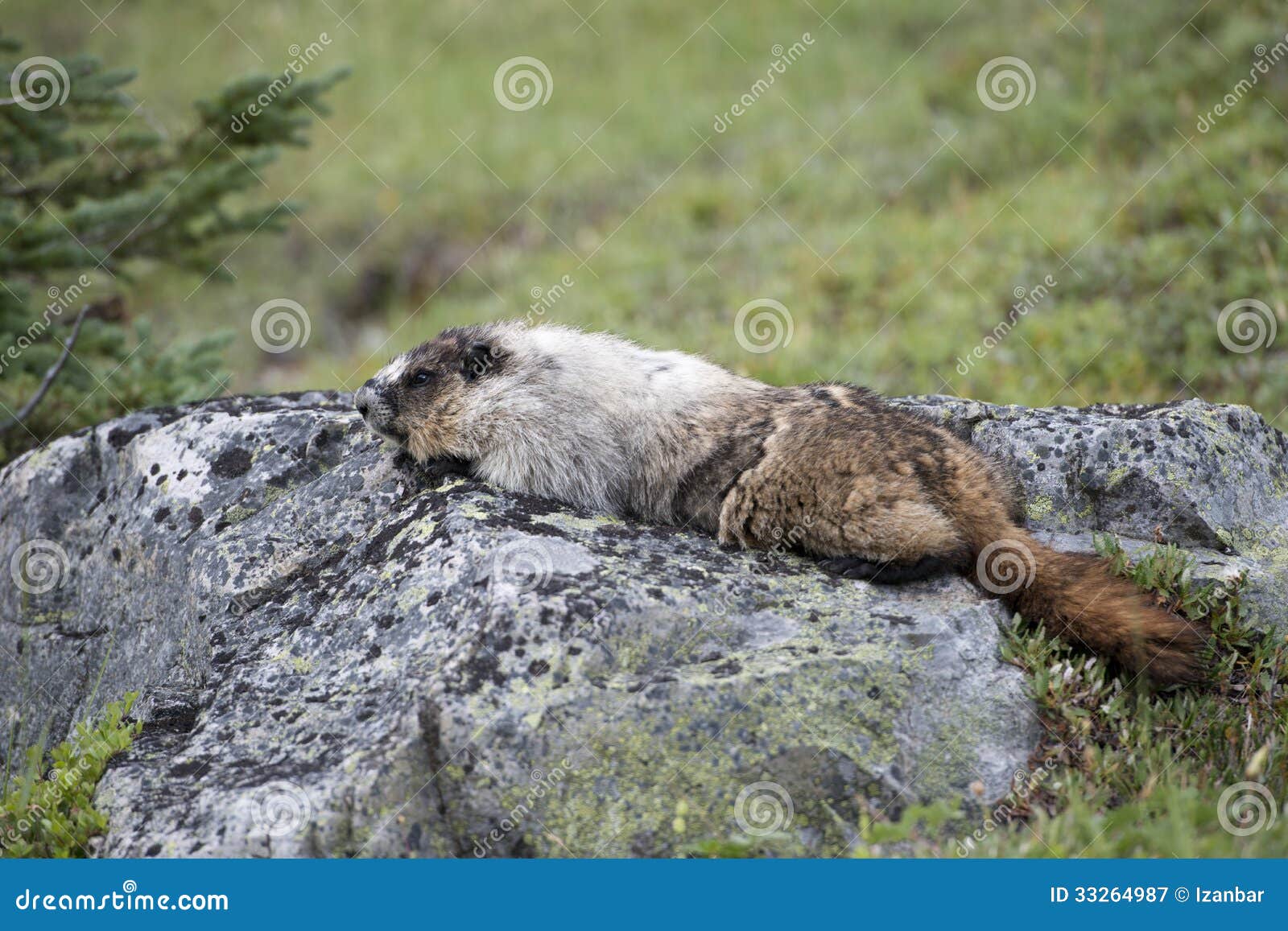 Canadian Marmot Portrait stock image. Image of travel - 33264987