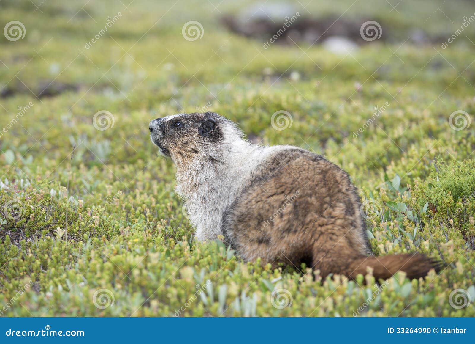 Canadian Marmot Portrait stock photo. Image of mountain - 33264990