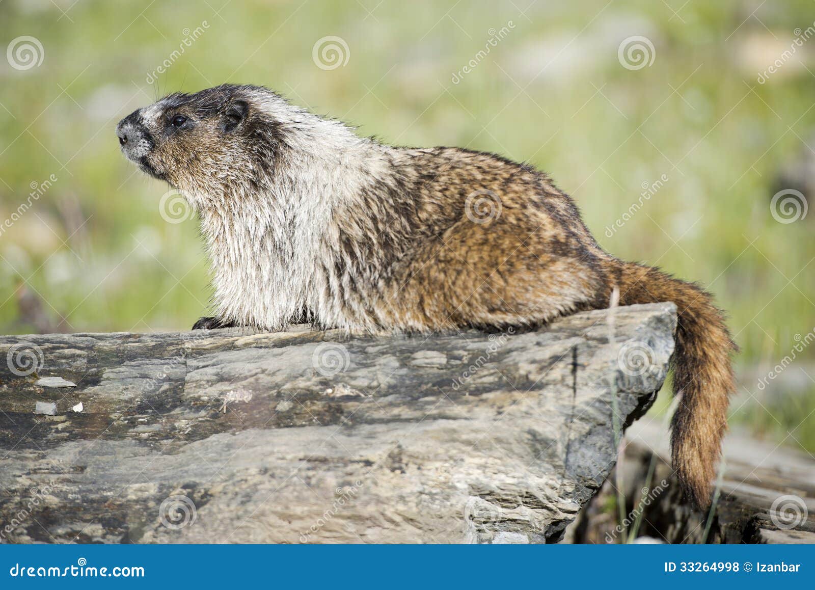 Canadian Marmot Portrait stock photo. Image of ecology - 33264998