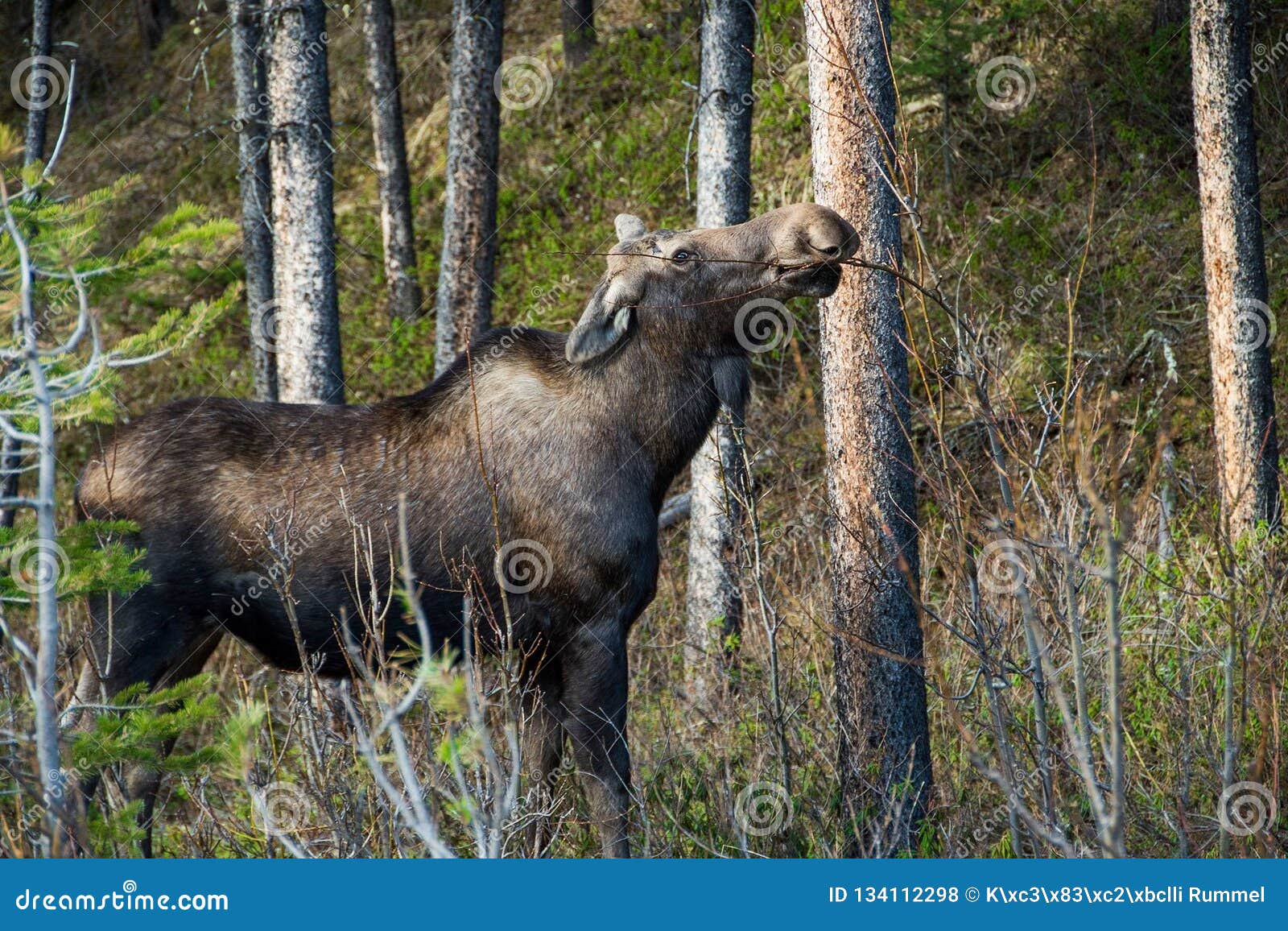 Canadian Moose in the Bushes Stock Photo - Image of america, wilderness ...