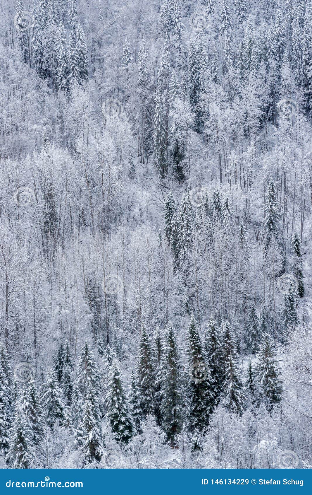 Canadian North Slope with Mixed Forest after Snow Fall Stock Image ...