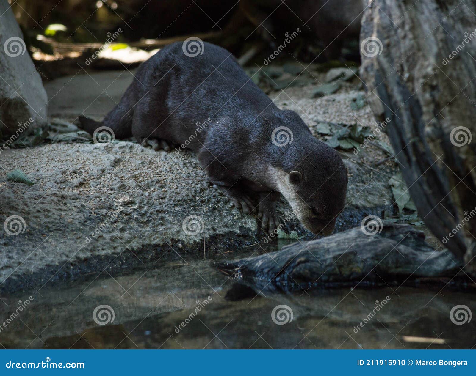 The Canadian Otter Hiding in Its Den Stock Photo - Image of wild ...