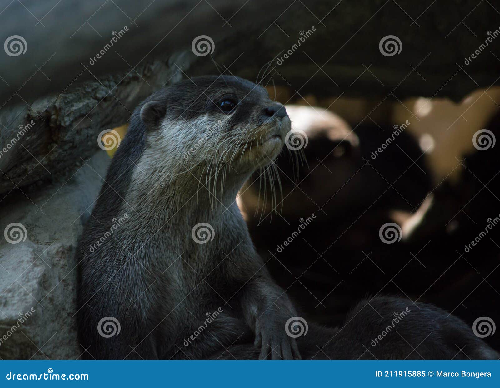 The Canadian Otter Hiding in Its Den Stock Image - Image of river, wild ...