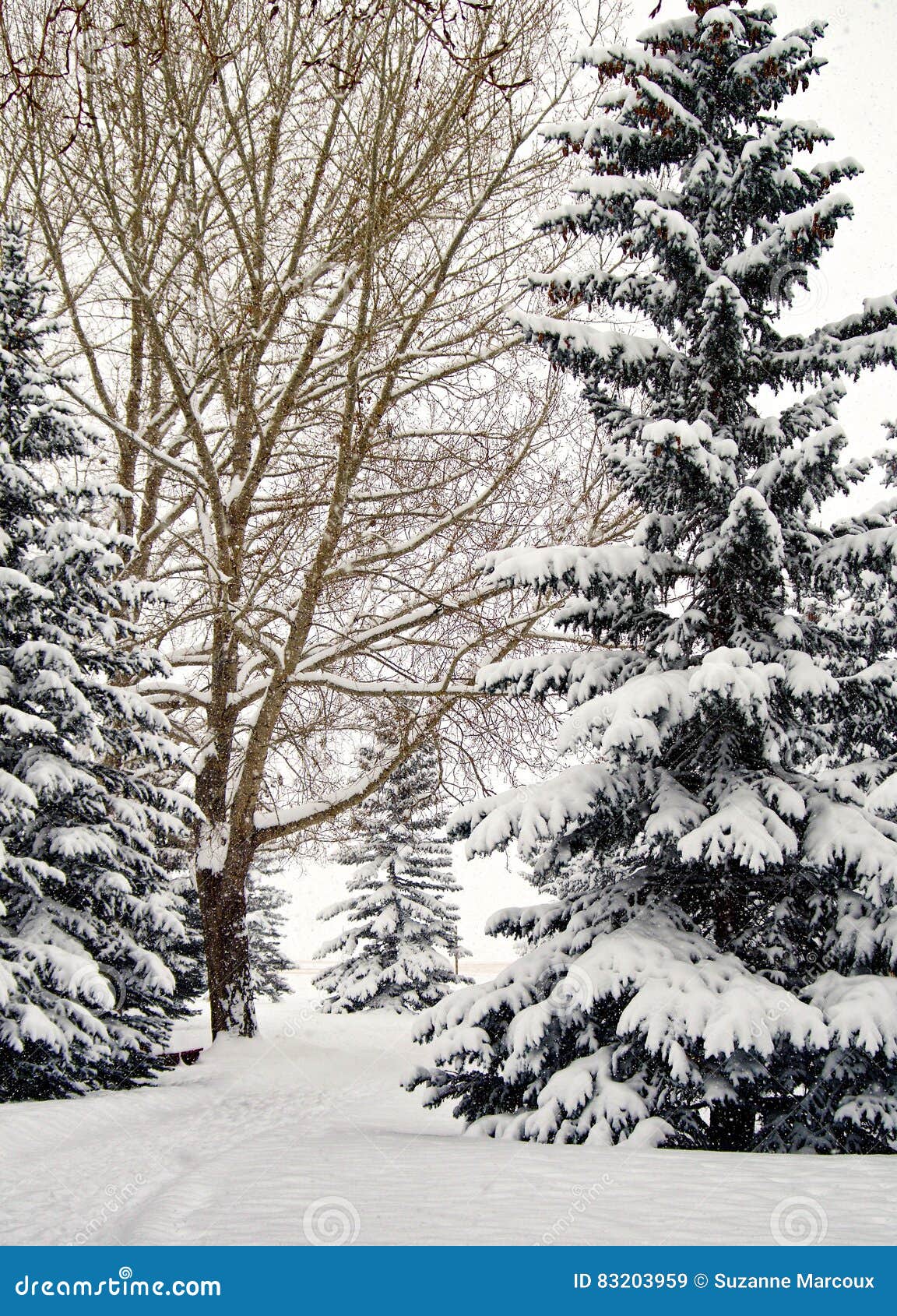 Canadian Park Path on a Snowy Morning Stock Image - Image of snowy ...