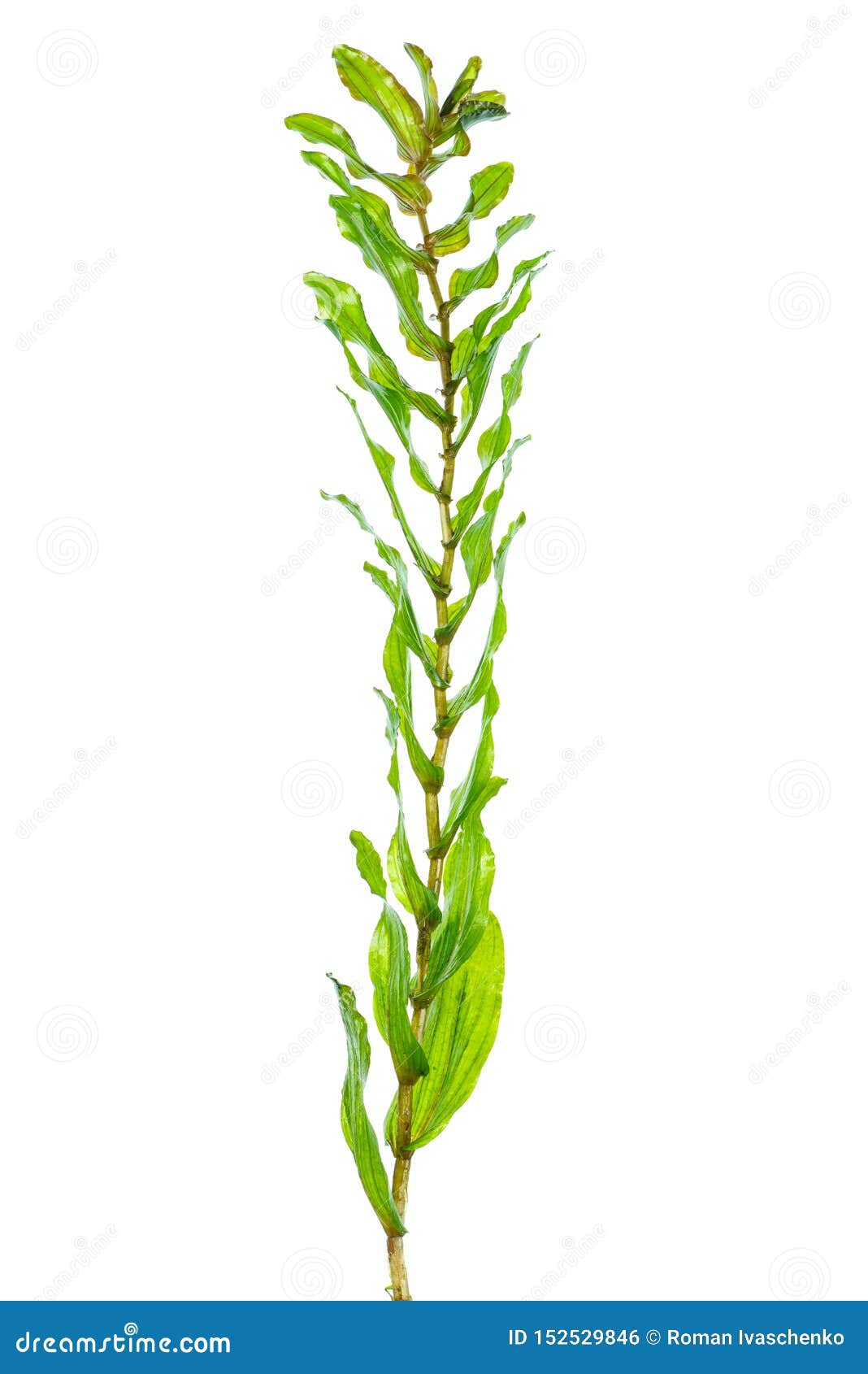 Canadian Elodea Waterweed Growing Underwater In A Pond, County Wicklow ...