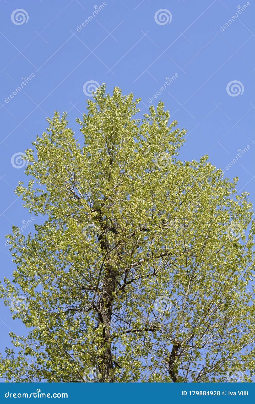 Canadian poplar stock photo. Image of poplar, blue, carolina - 179884928