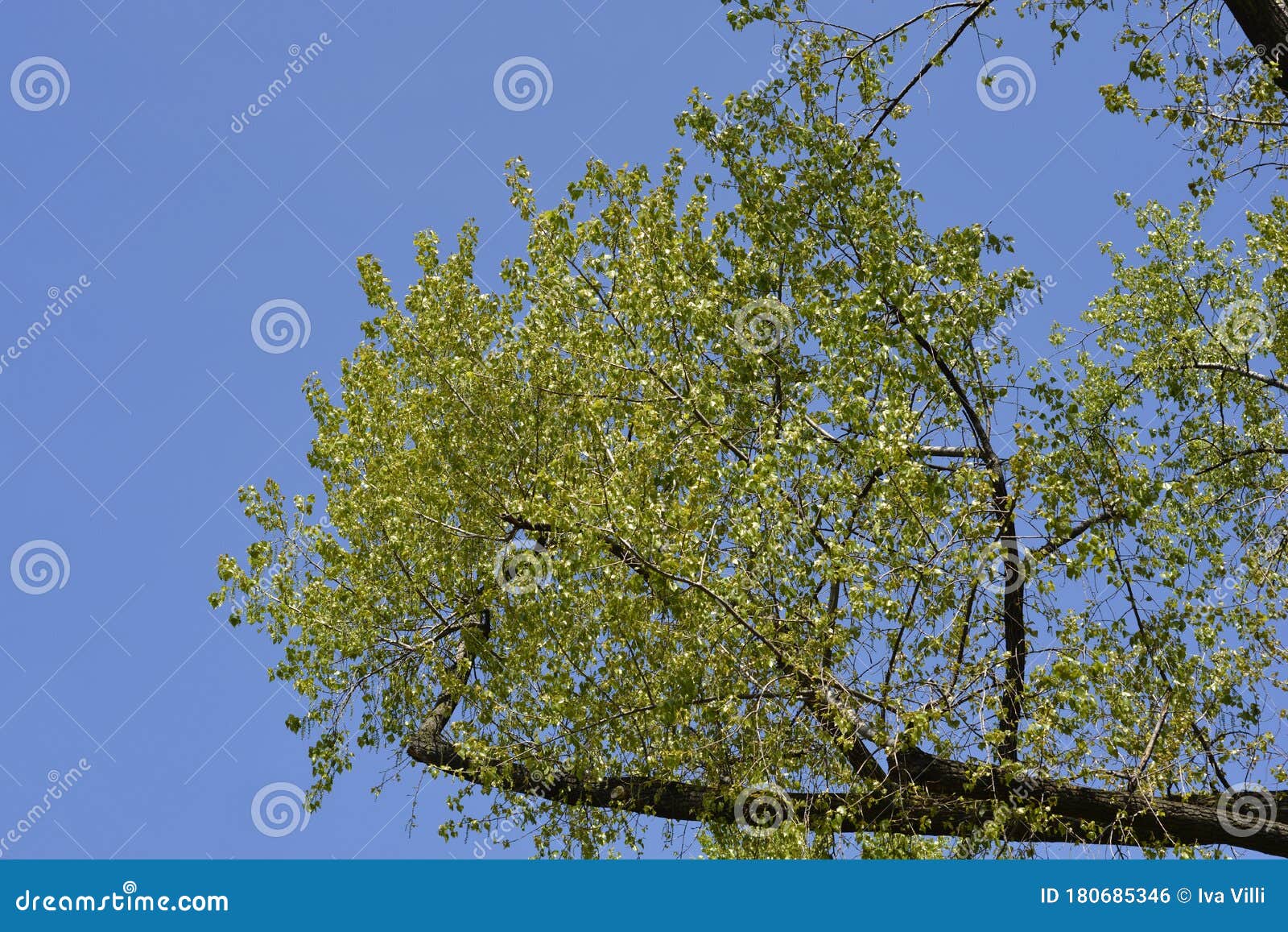Canadian poplar stock photo. Image of garden, tree, branch - 180685346