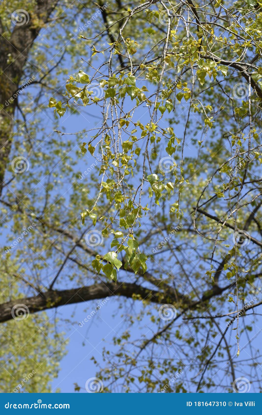 Canadian poplar stock photo. Image of poplar, blue, black - 181647310