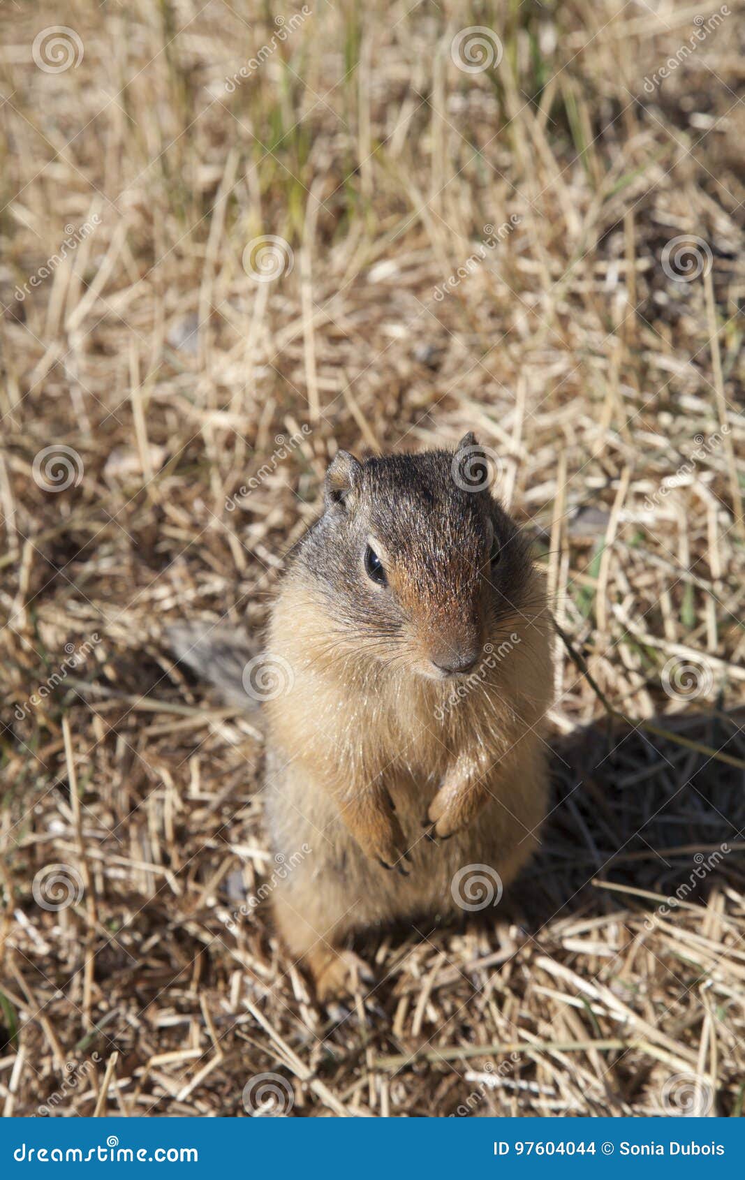 Canadian prairie dog stock photo. Image of wildlife, fauna - 97604044