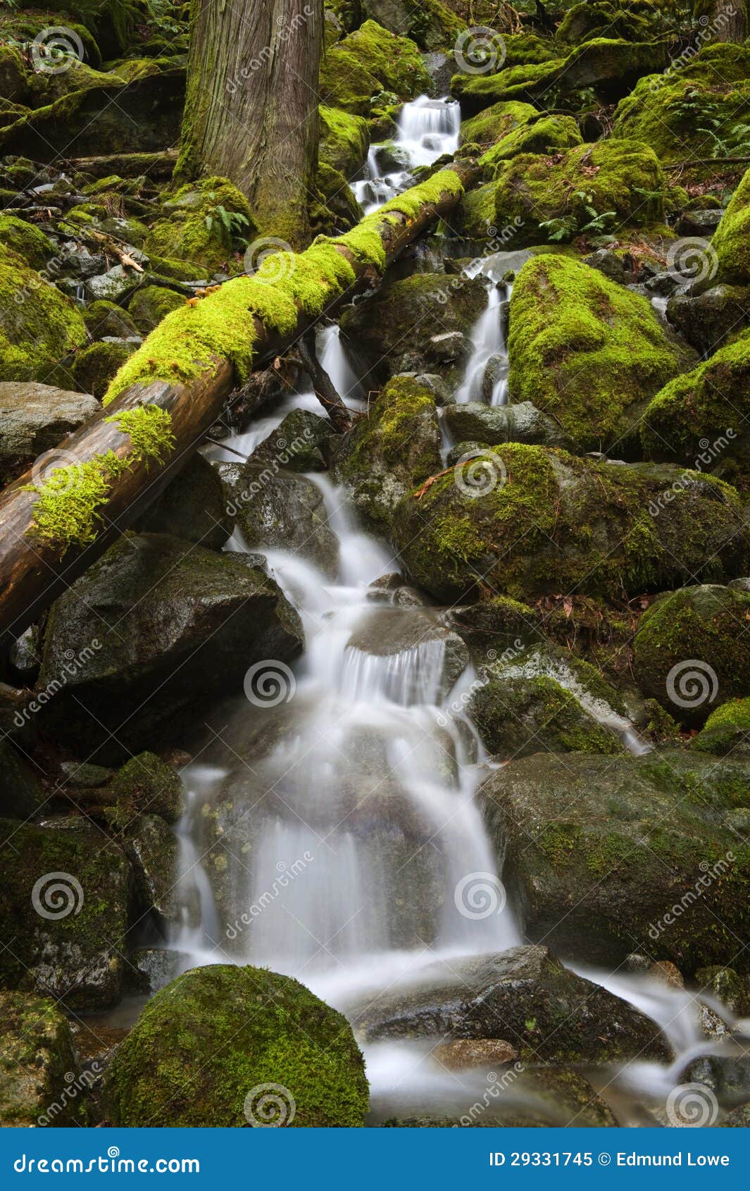 Canadian Rainforest stock image. Image of forest, green - 29331745