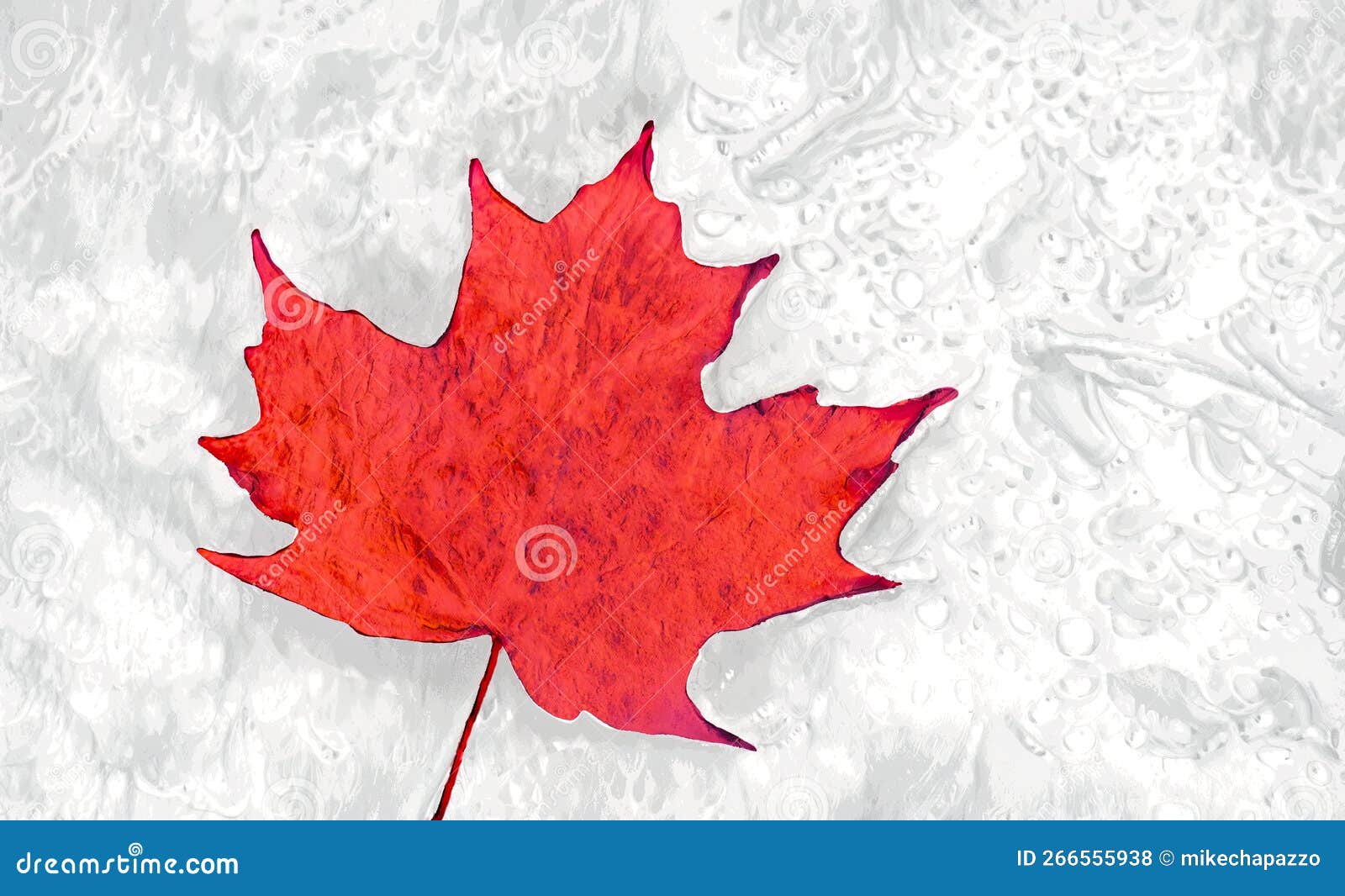 Canadian red maple leaf stock photo. Image of vein, forest - 266555938