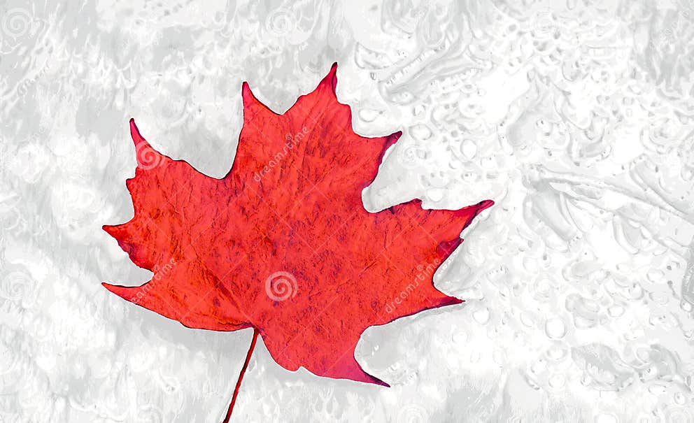 Canadian red maple leaf stock photo. Image of vein, forest - 266555938